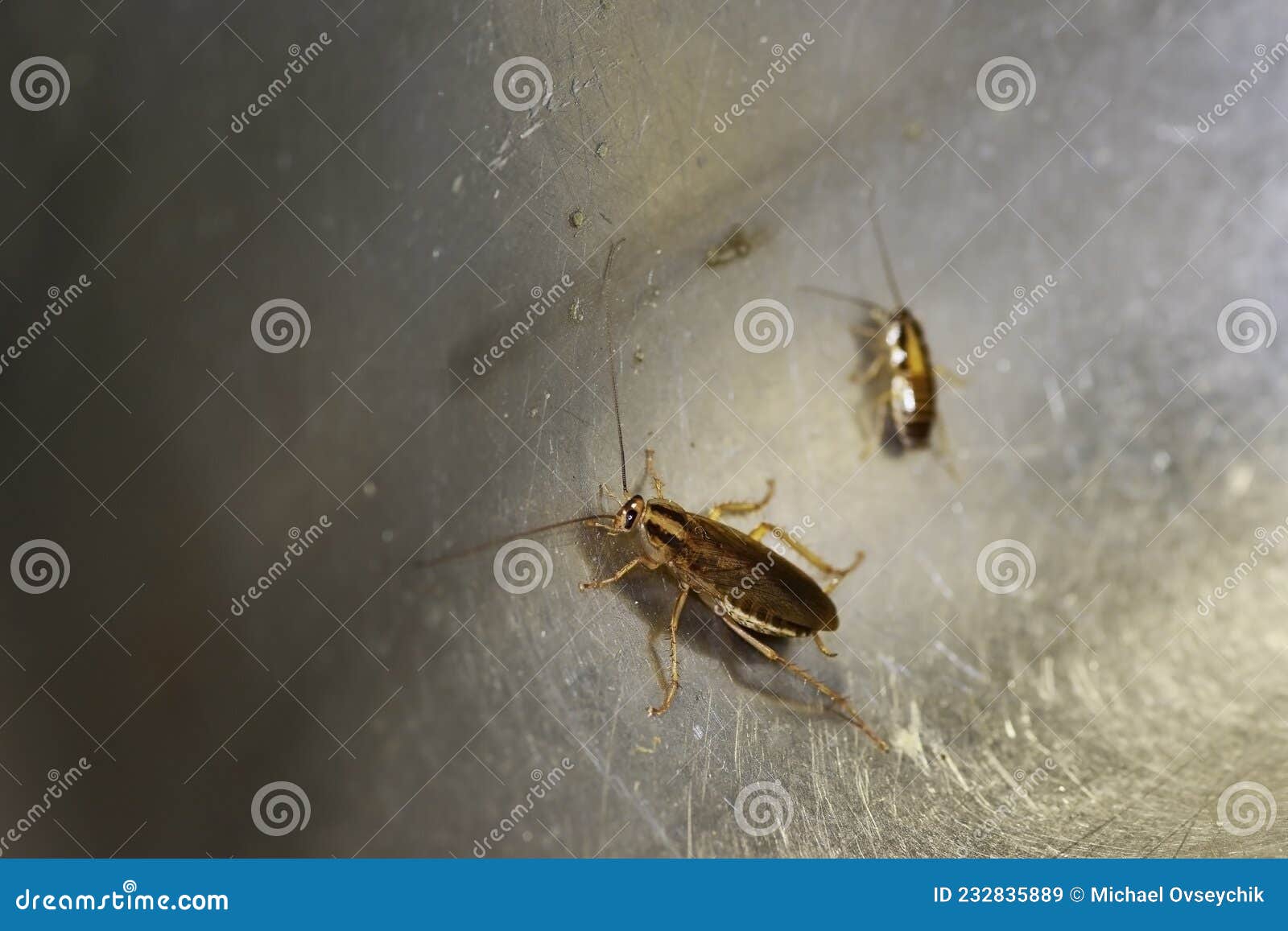 Navigation and Communication System in Insects of Red German ...