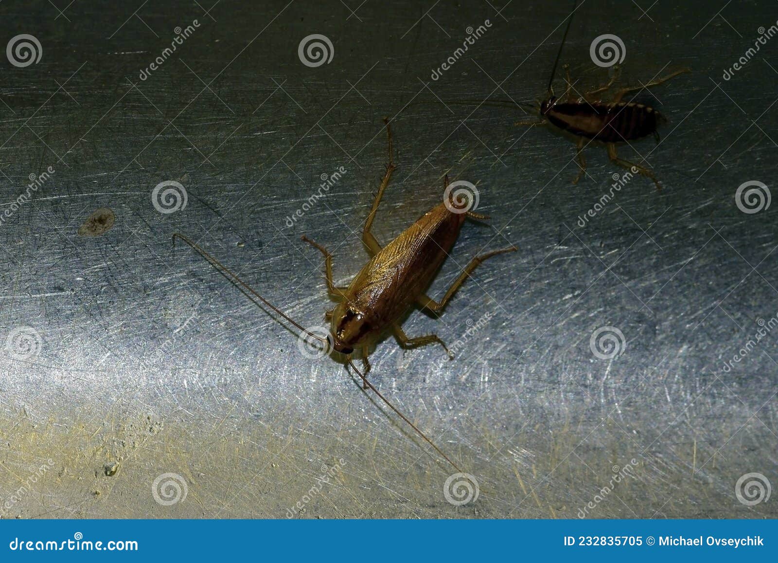 Navigation and Communication System in Insects of Red German ...