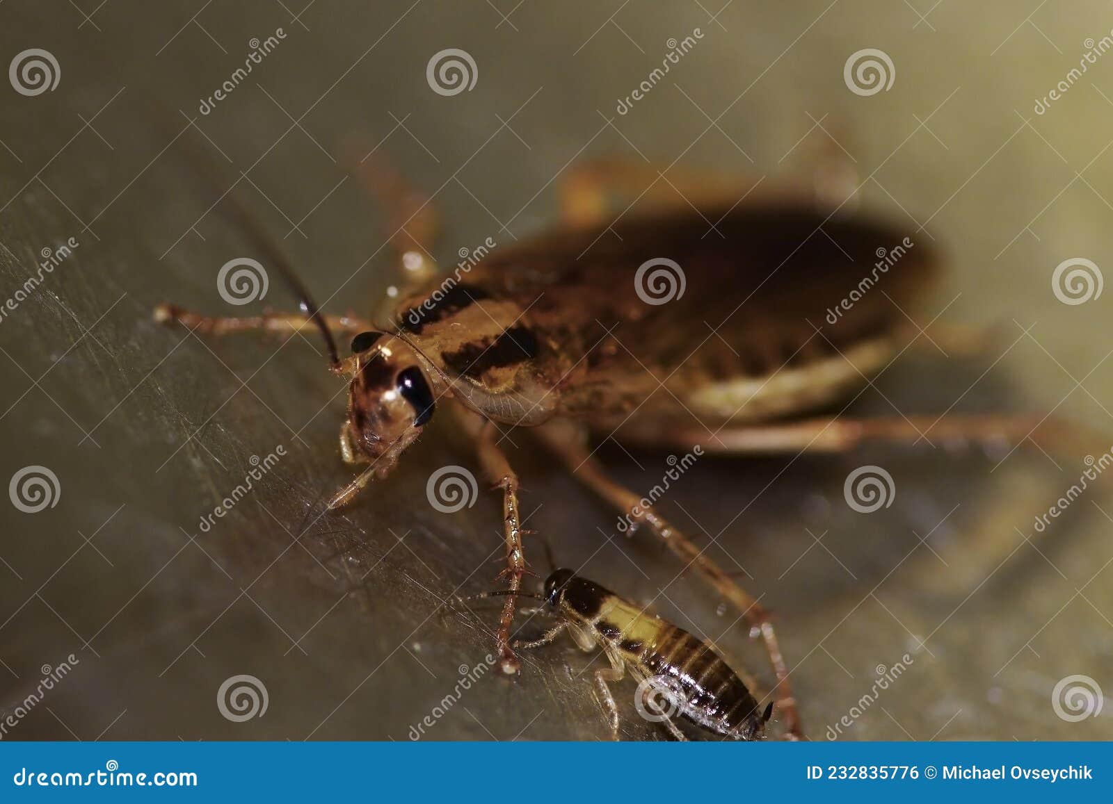 Navigation and Communication System in Insects of Red German ...