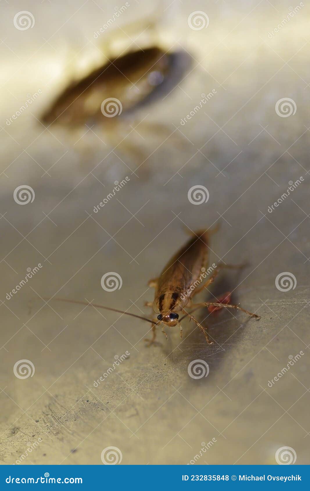 Navigation and Communication System in Insects of Red German ...