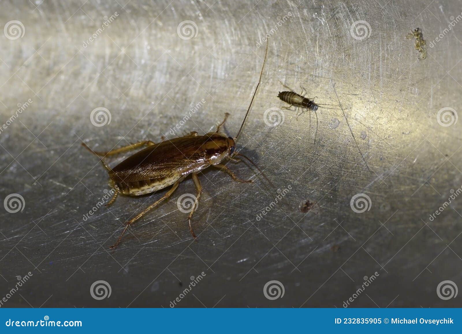 Navigation and Communication System in Insects of Red German ...