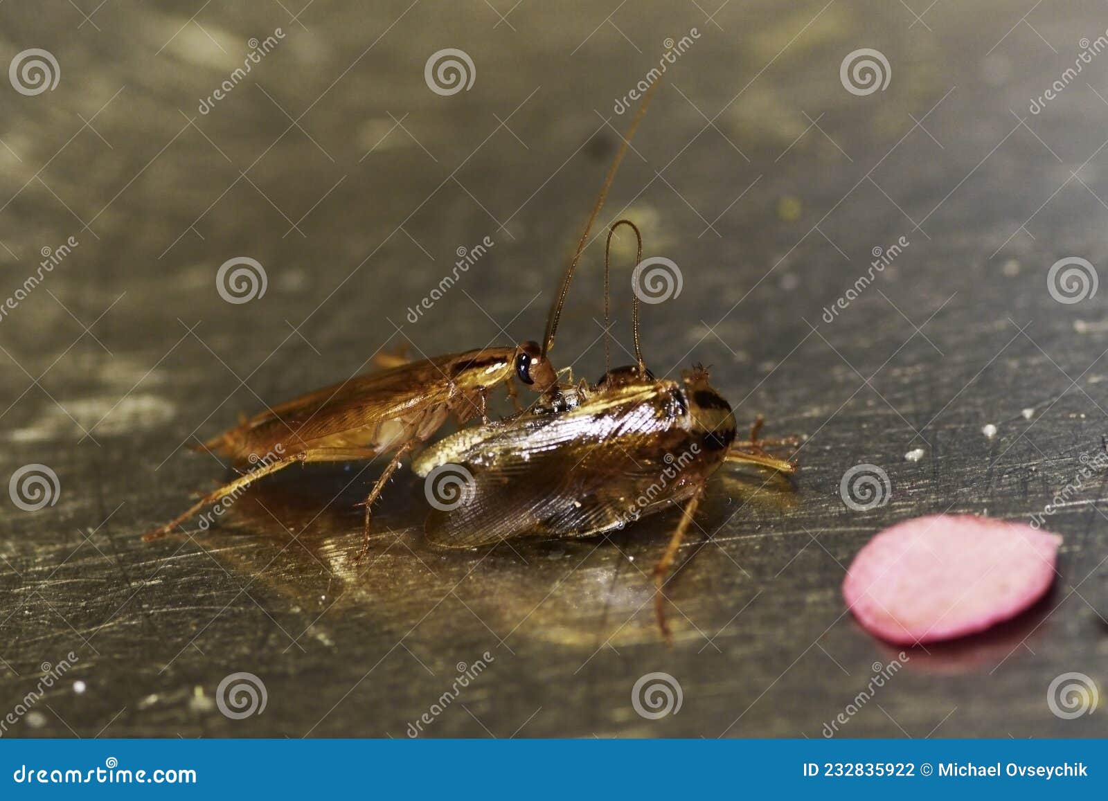 Navigation and Communication System in Insects of Red German ...
