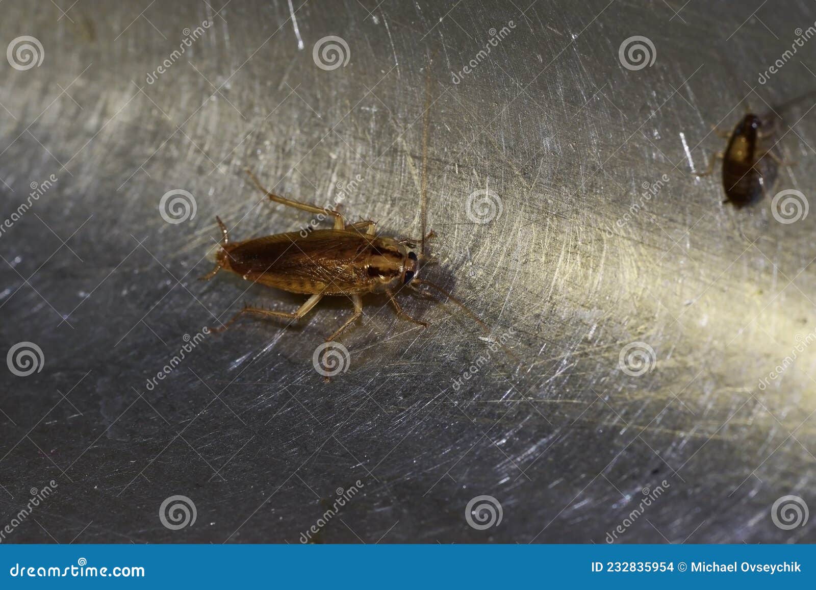 Navigation and Communication System in Insects of Red German ...