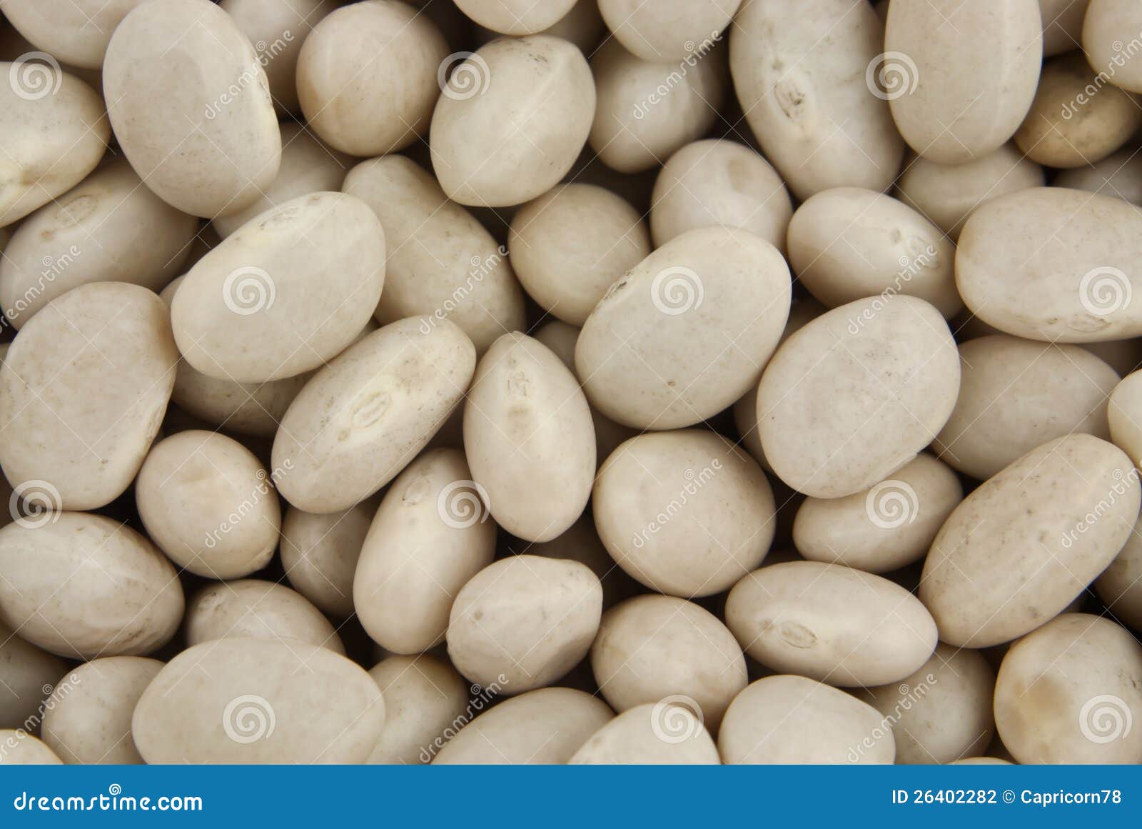 Navy beans stock photo. Image of legume, diet, dinner - 26402282