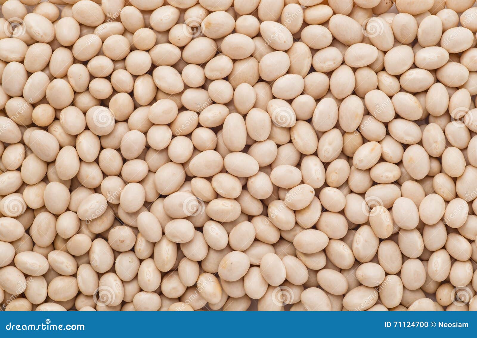 Navy beans organic stock photo. Image of navy, agriculture - 71124700