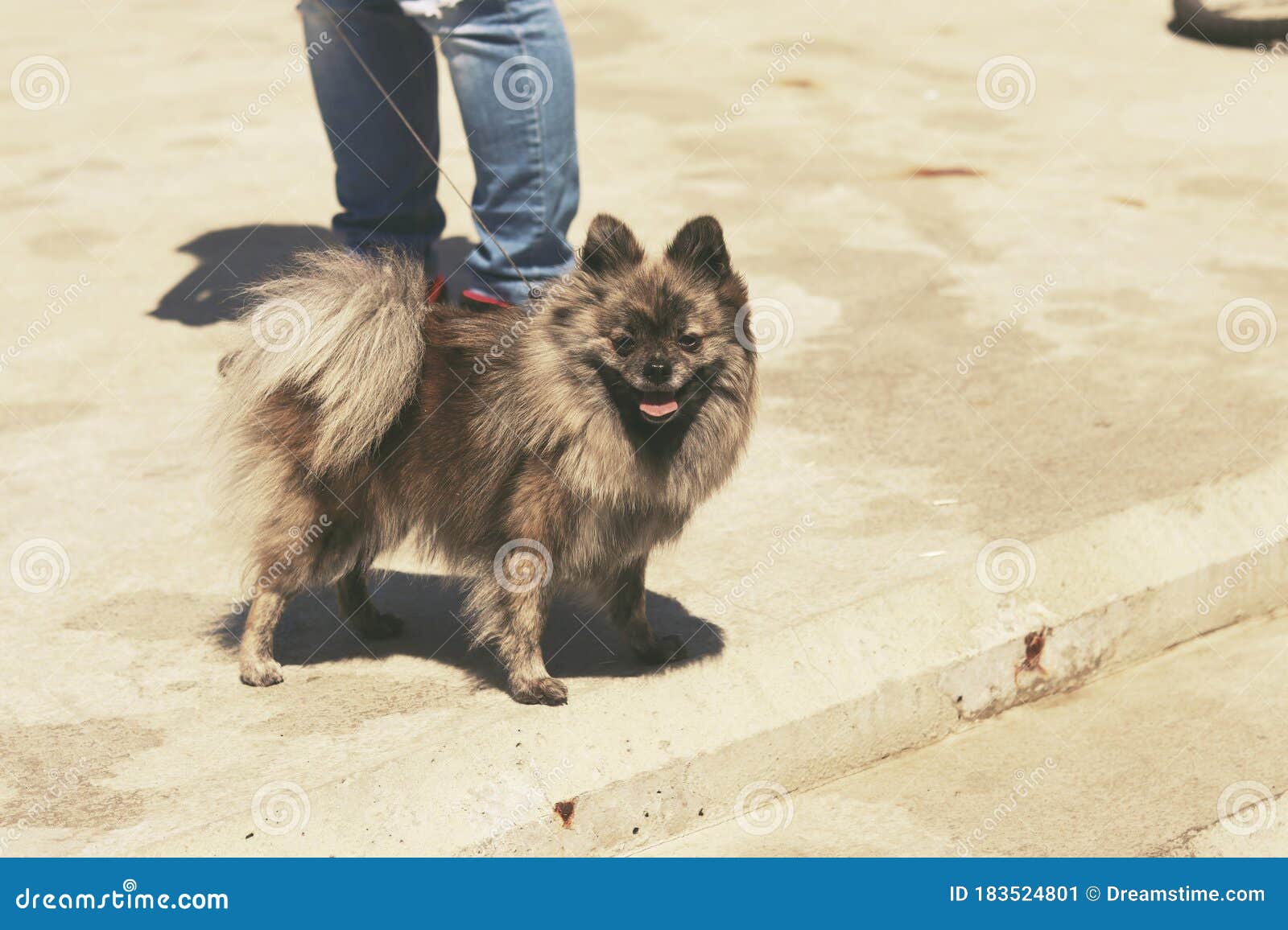 Naya the dog stock image. Image of kitten, animal, whiskers - 183524801