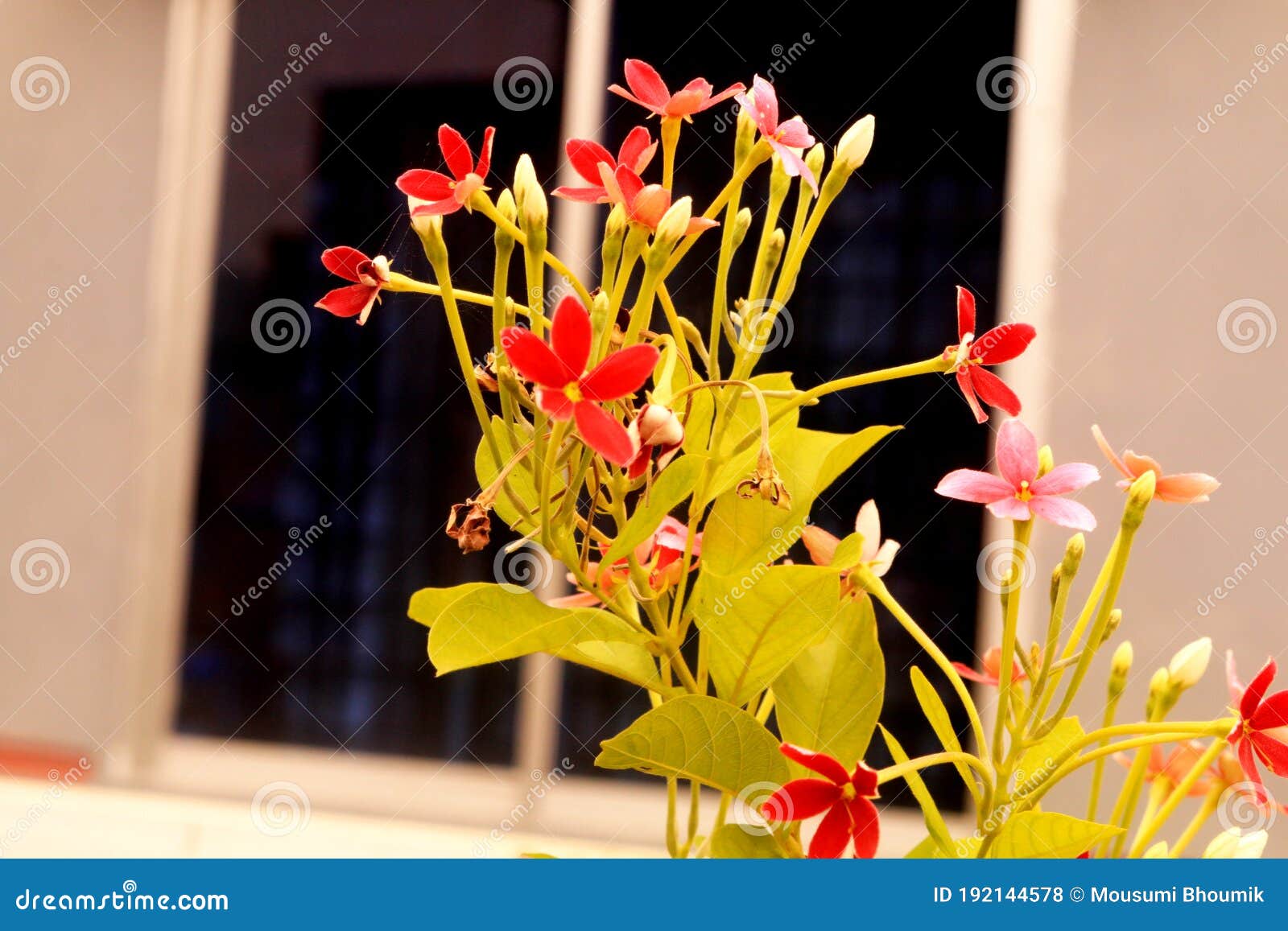Nayantara Flower at Balcony Stock Photo - Image of nayantara, flower ...