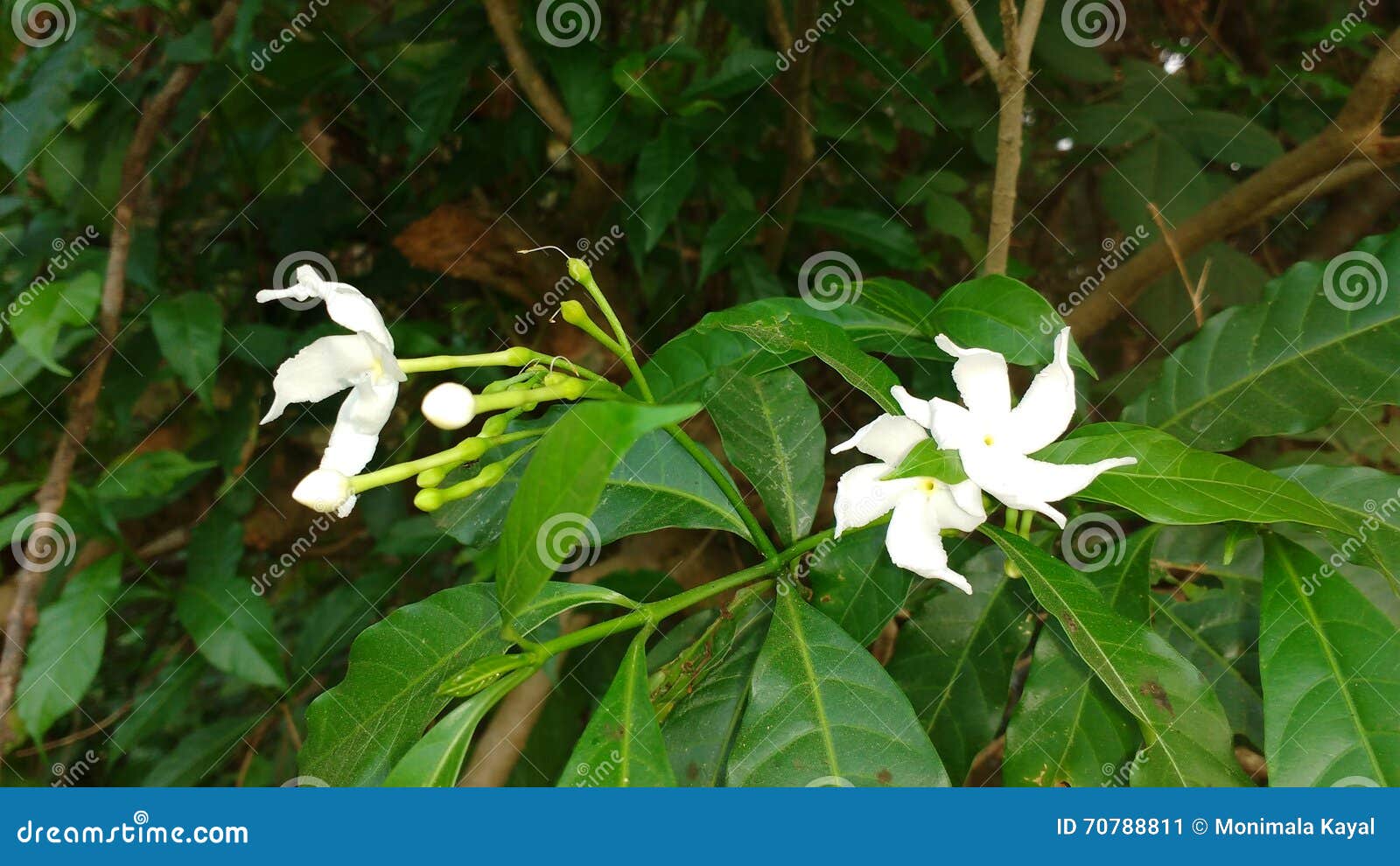 Tagar stock image. Image of moonbeam, tagar, flower, crape - 70788811