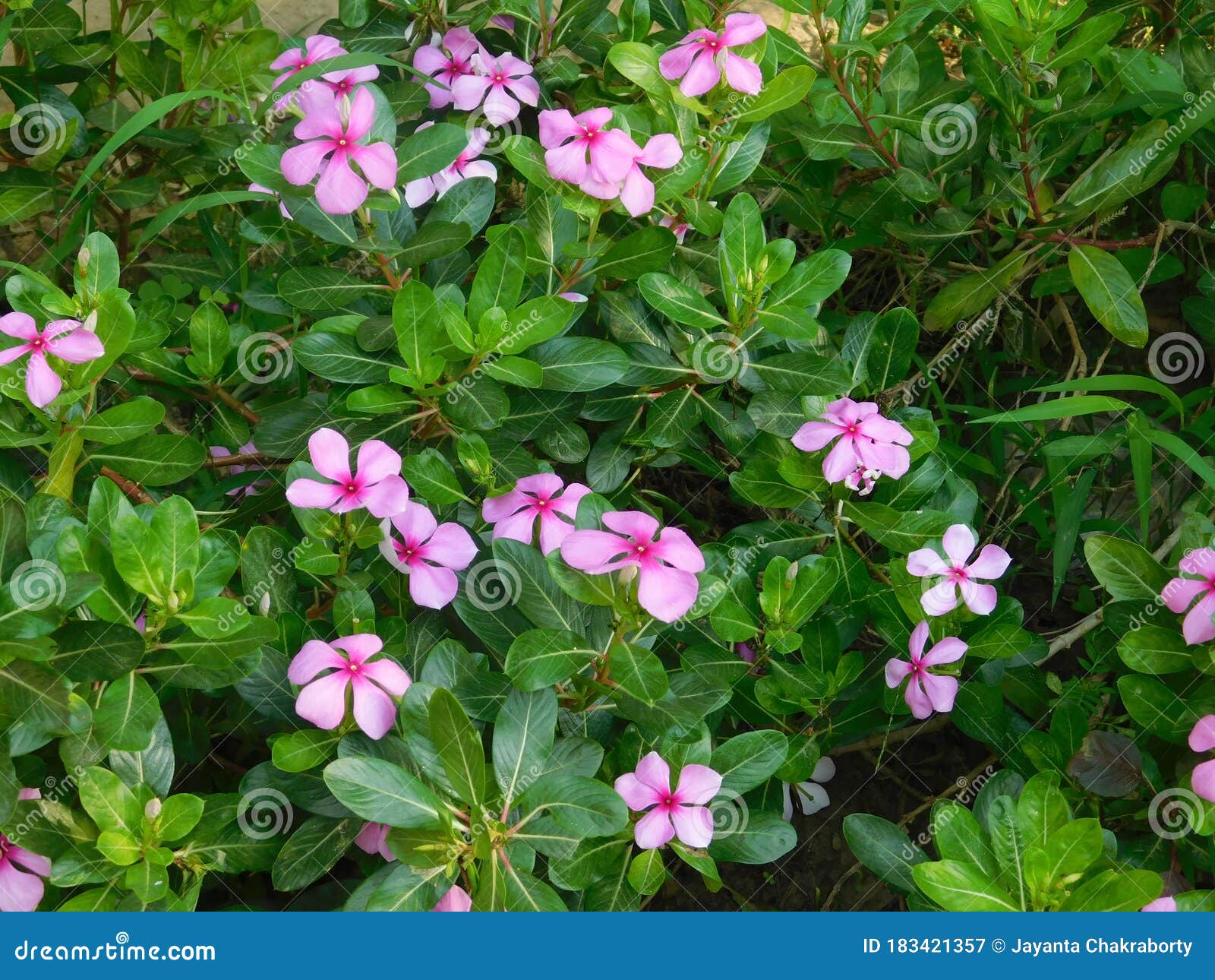 Nayantara Tree Image in India West Bengal Stock Image - Image of west ...