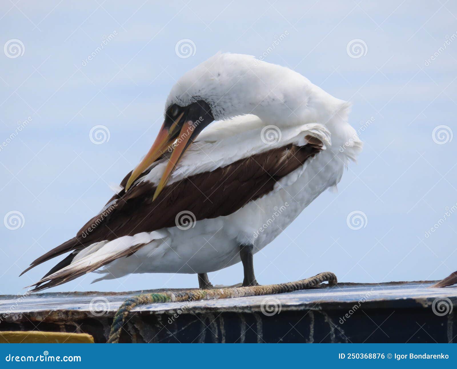 Nazca booby bird stock photo. Image of ocean, bird, animal - 250368876