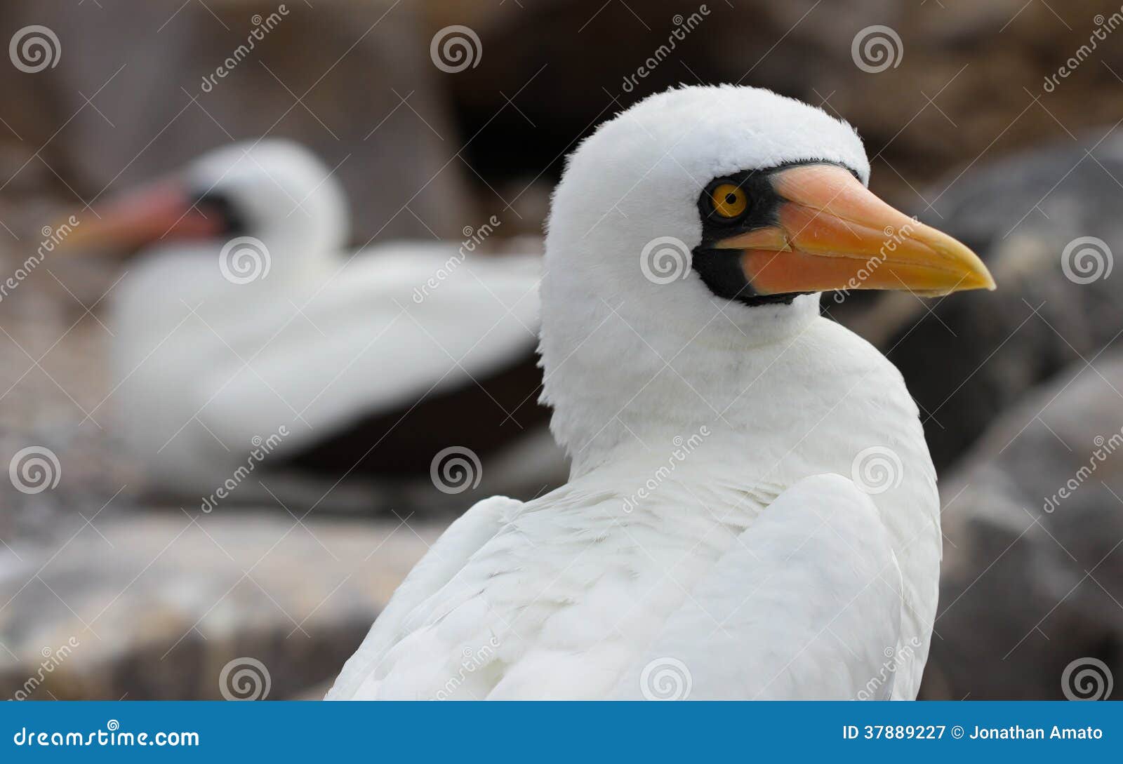 Nazca-Dummkopf stockbild. Bild von galapagos, dummköpfe - 37889227