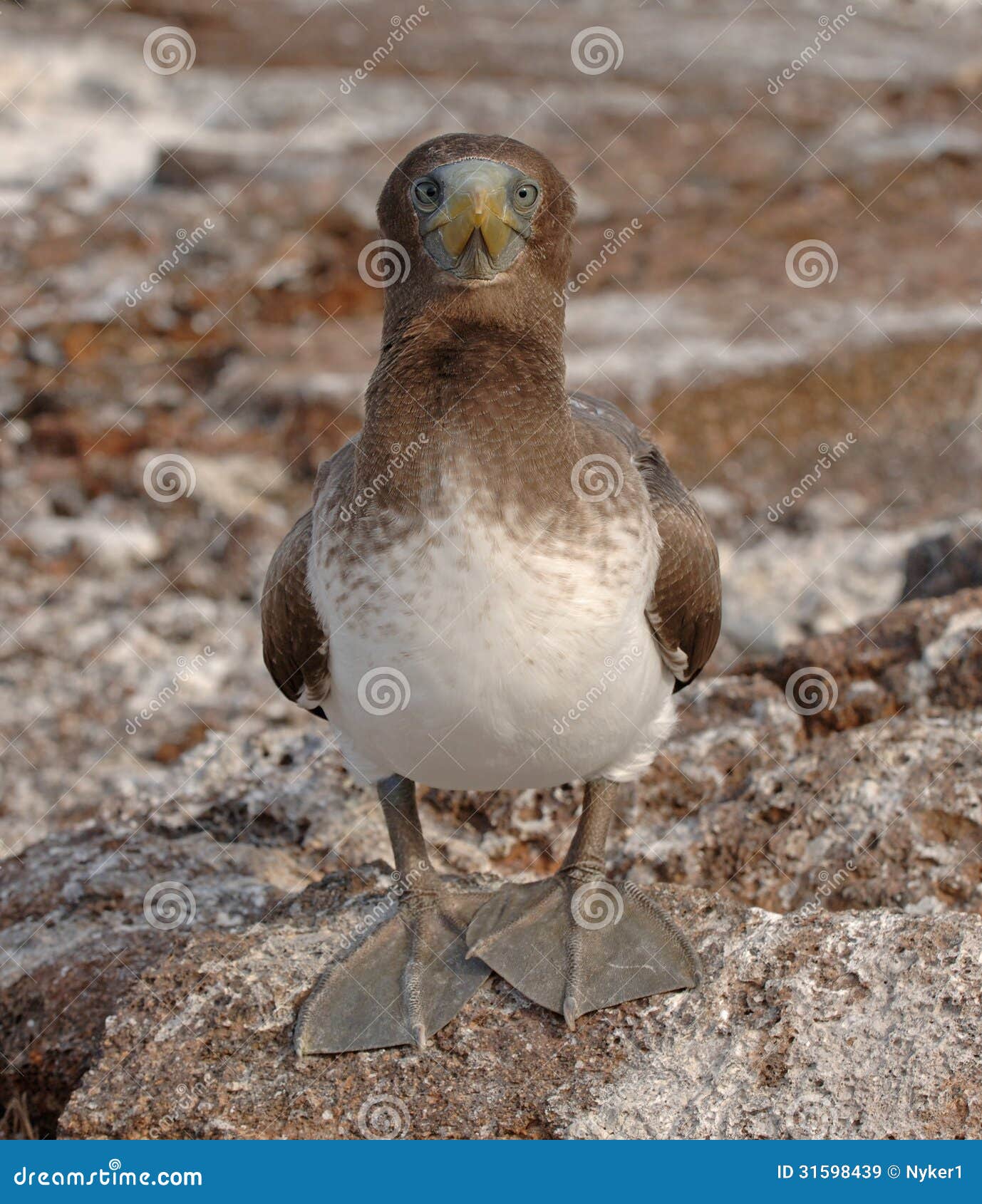 Nazca-Dummkopf-Jugendlicher, Galapagos-Inseln Stockbild - Bild von ...