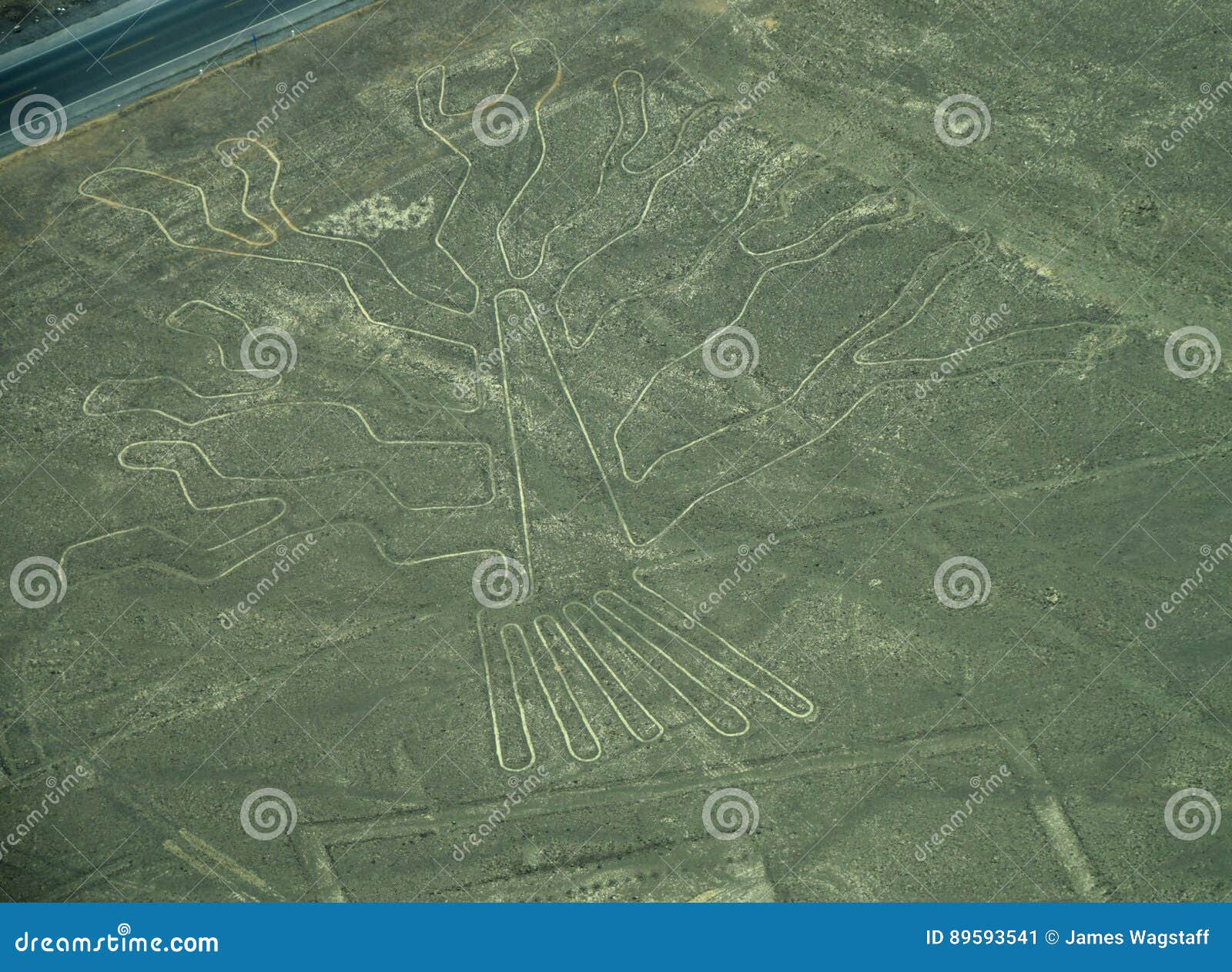 Nazca Lines: the Tree stock image. Image of civilization - 89593541