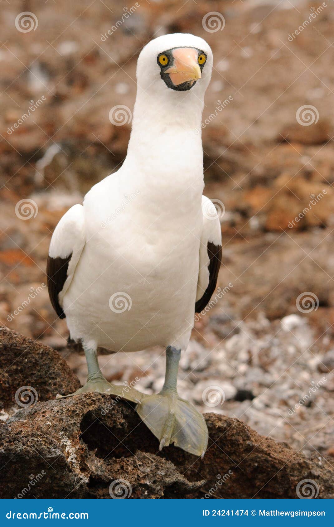 Nazcar Seamless Stock Photos - Free & Royalty-Free Stock Photos from ...