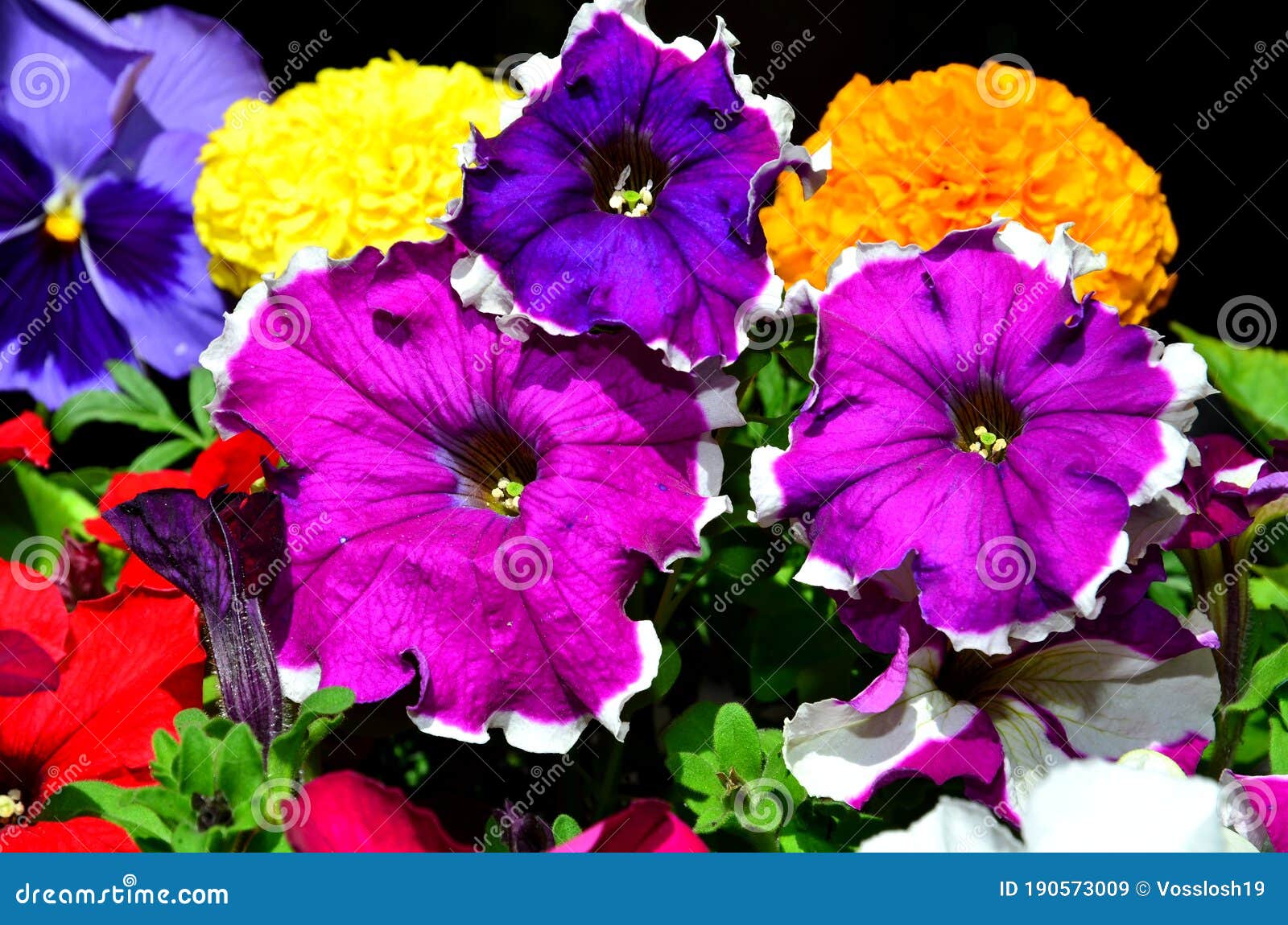 A Set of Several Multi-colored Flowers. Stock Image - Image of pink ...