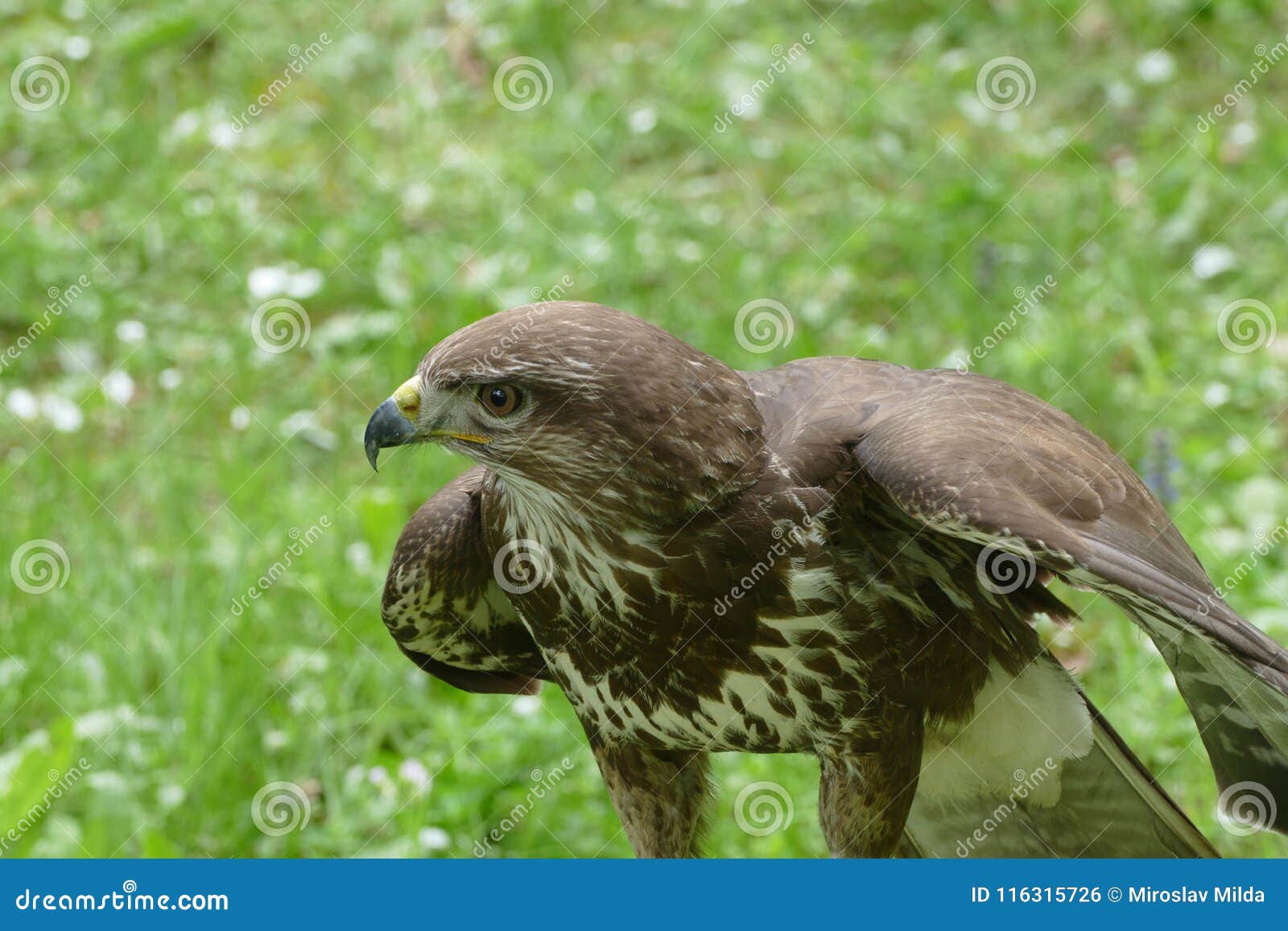 Forest common buzzard stock photo. Image of habitat - 116315726