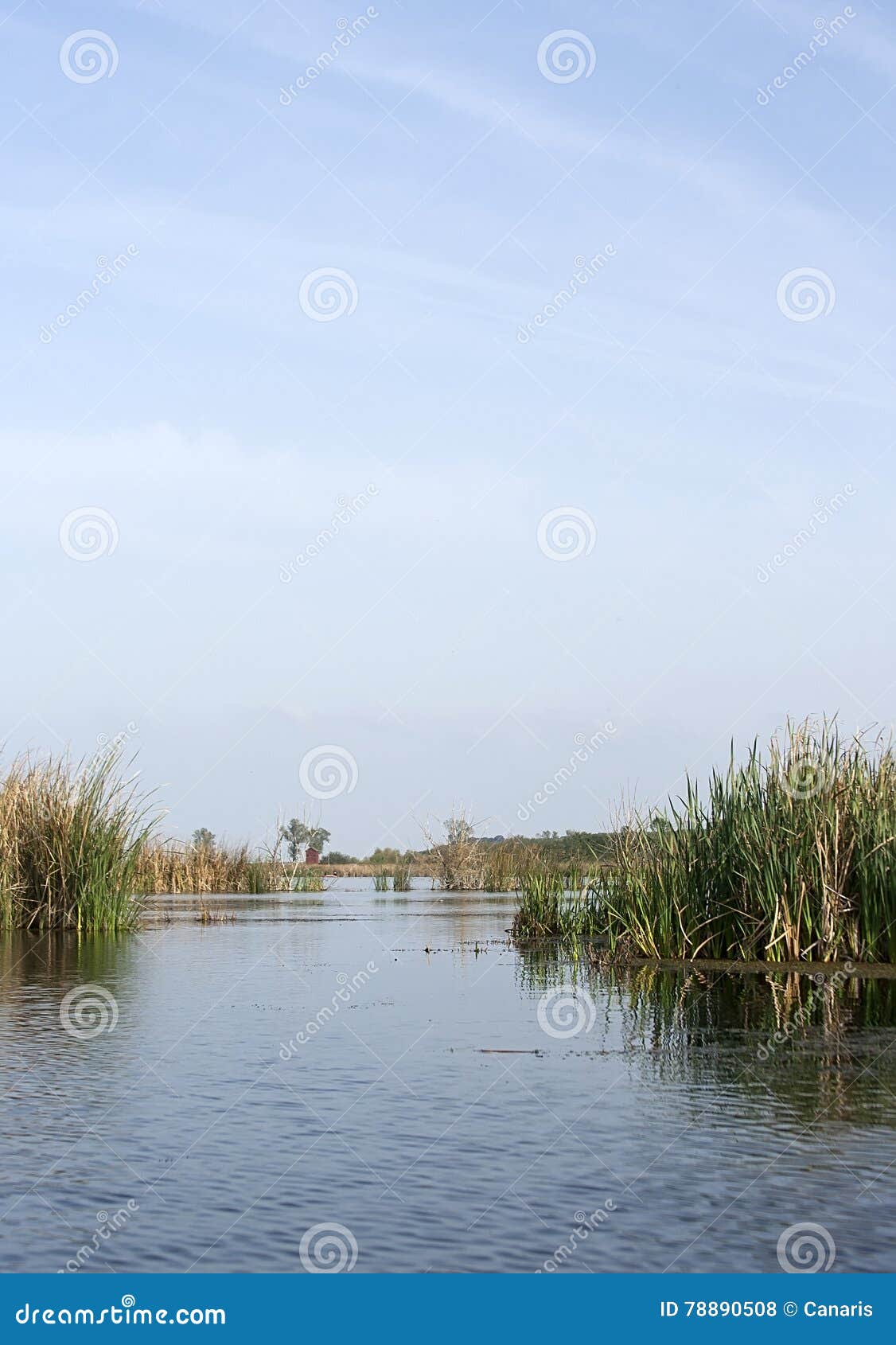 In Neajlov Delta stock photo. Image of outdoor, lake - 78890508