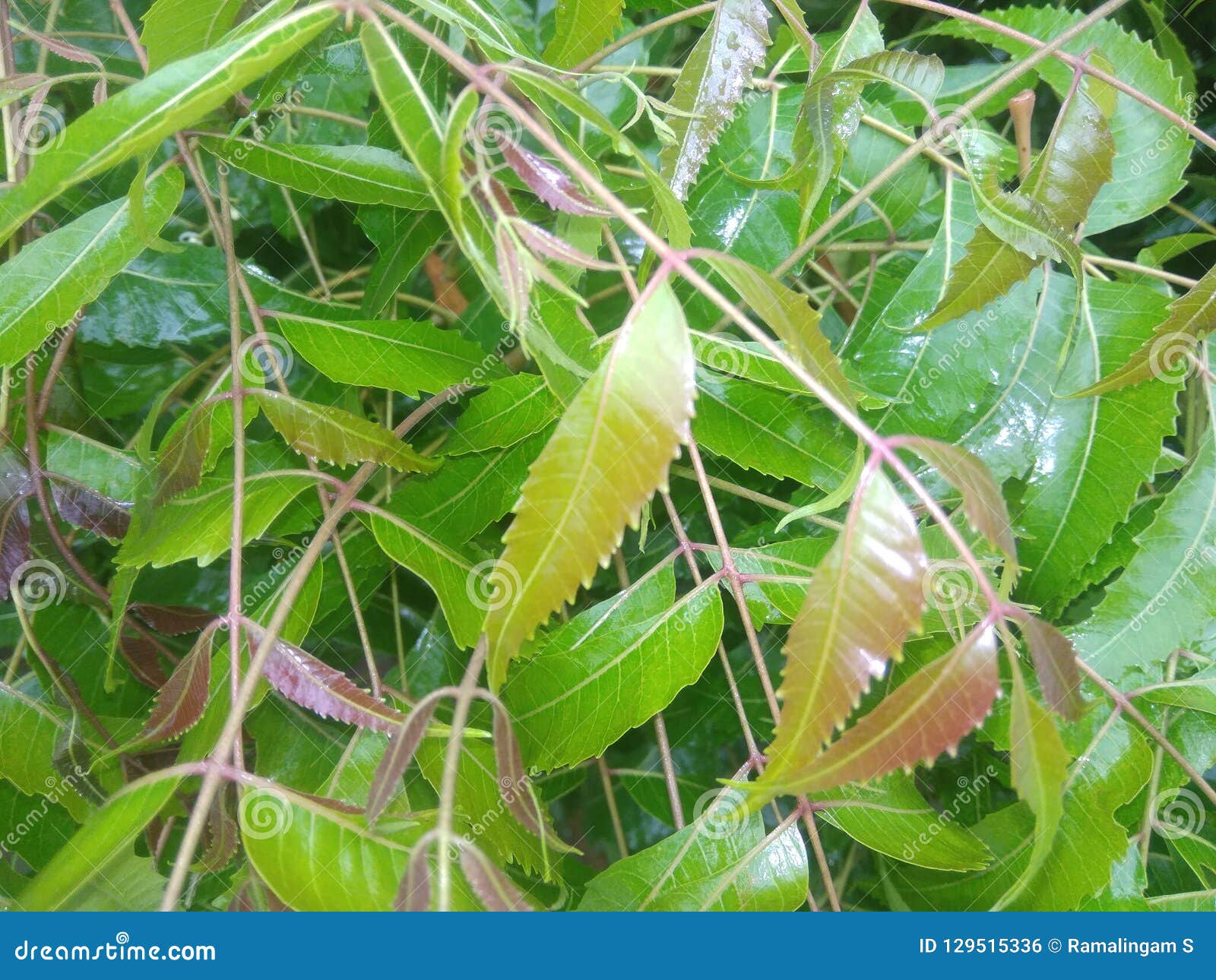 Neam Stock Images - Download 24 Royalty Free Photos