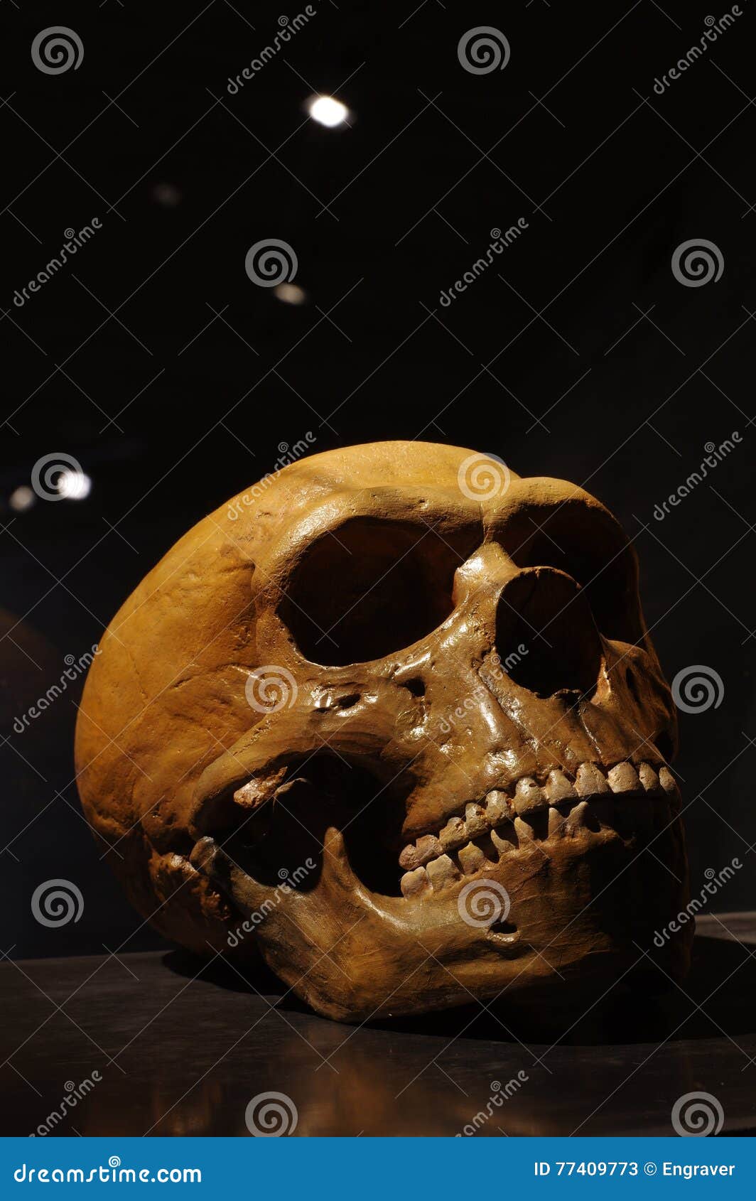 Neanderthal Skull Archeology Stock Image - Image of sapiens, human ...