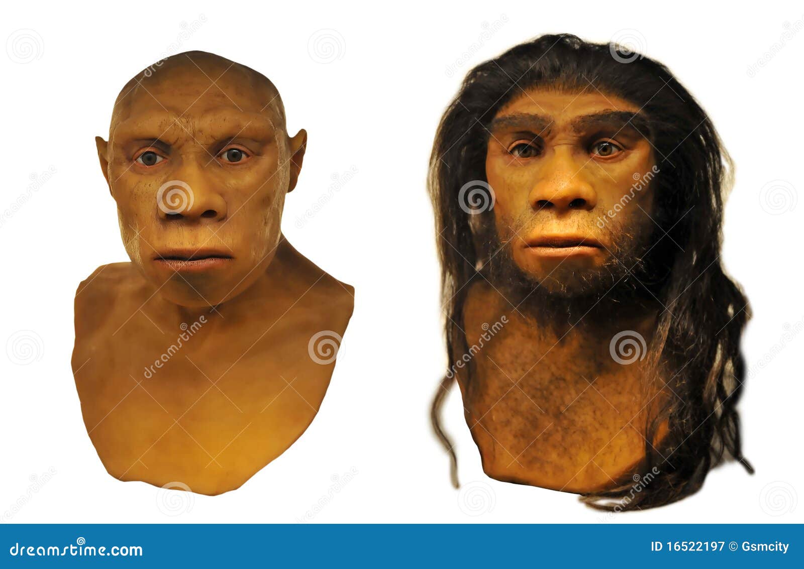 Neanderthaler Mensengezicht Stock Afbeelding - Afbeelding bestaande uit ...