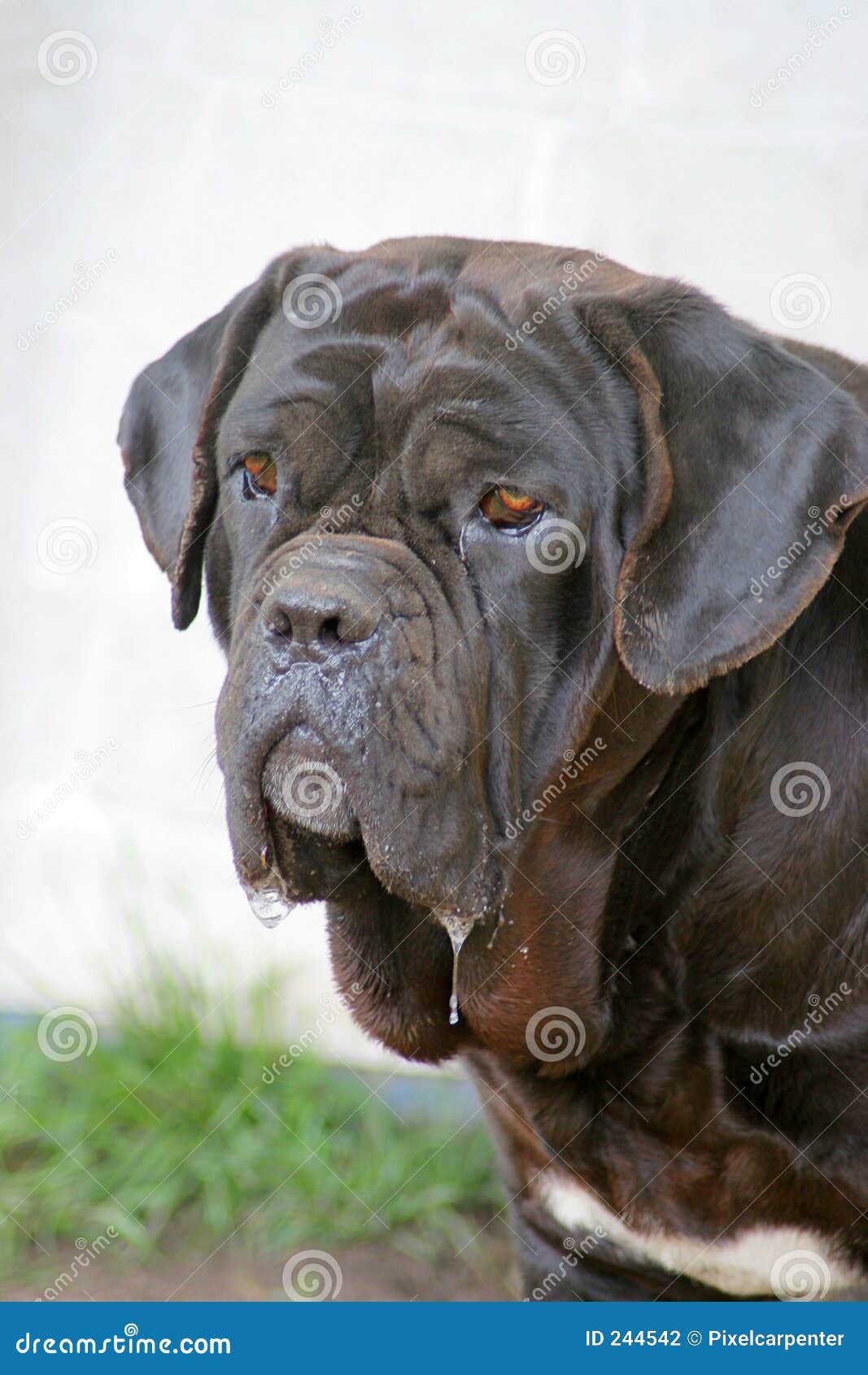 Grey Neapolitan Mastiff