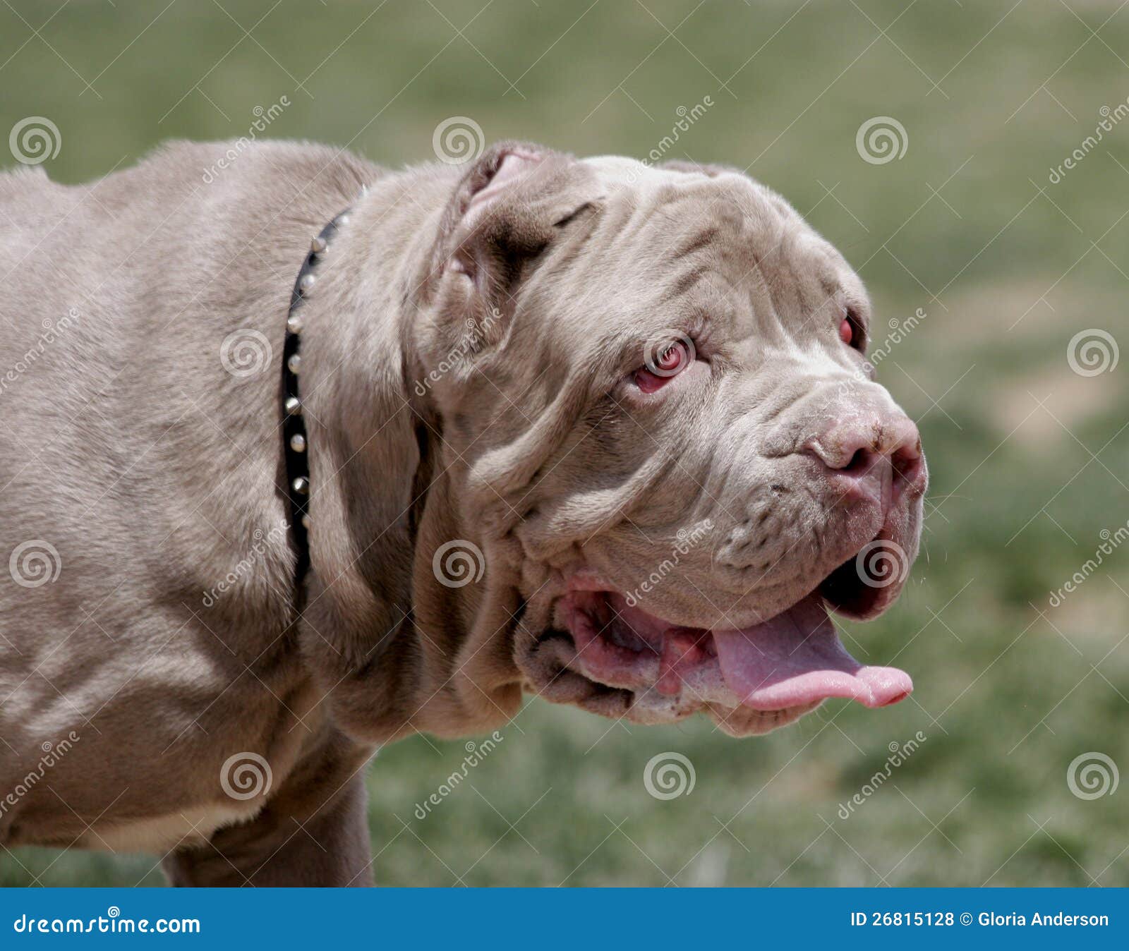 Neapolitan Mastiff profile stock photo. Image of smiling - 26815128