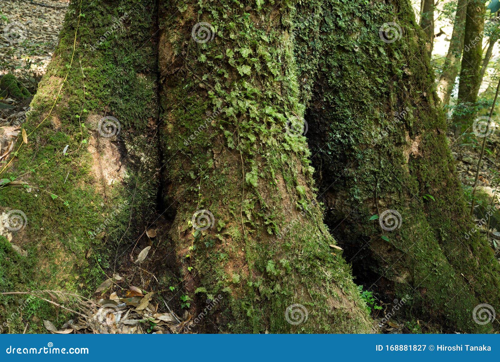 Machilus thunbergii tree stock image. Image of bark - 168881827