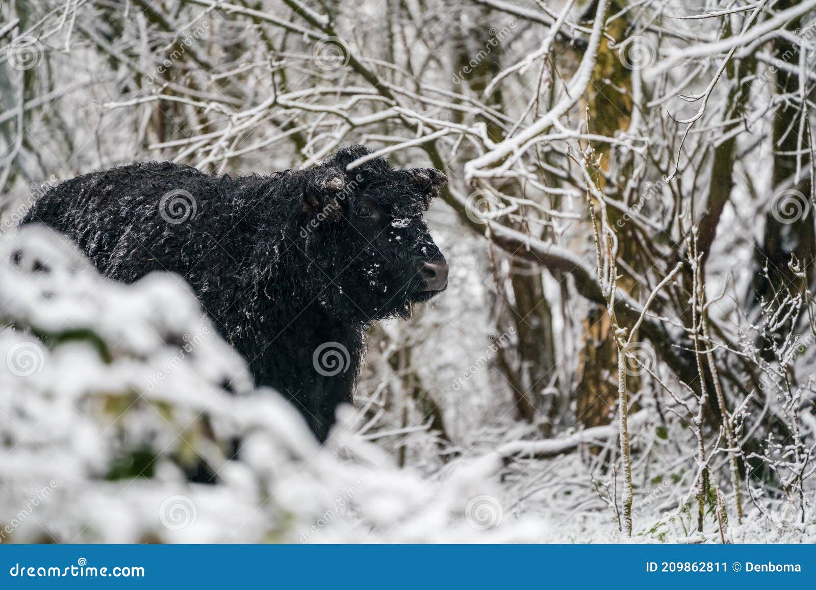 Near the Forest Stay a Galloway Stock Image - Image of farming, rural ...