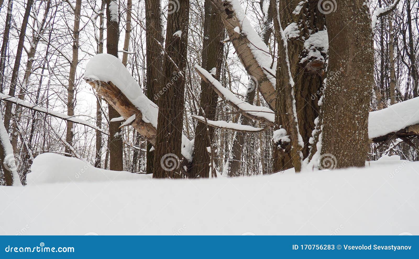 Look over there stock image. Image of nature, snow, forest - 170756283