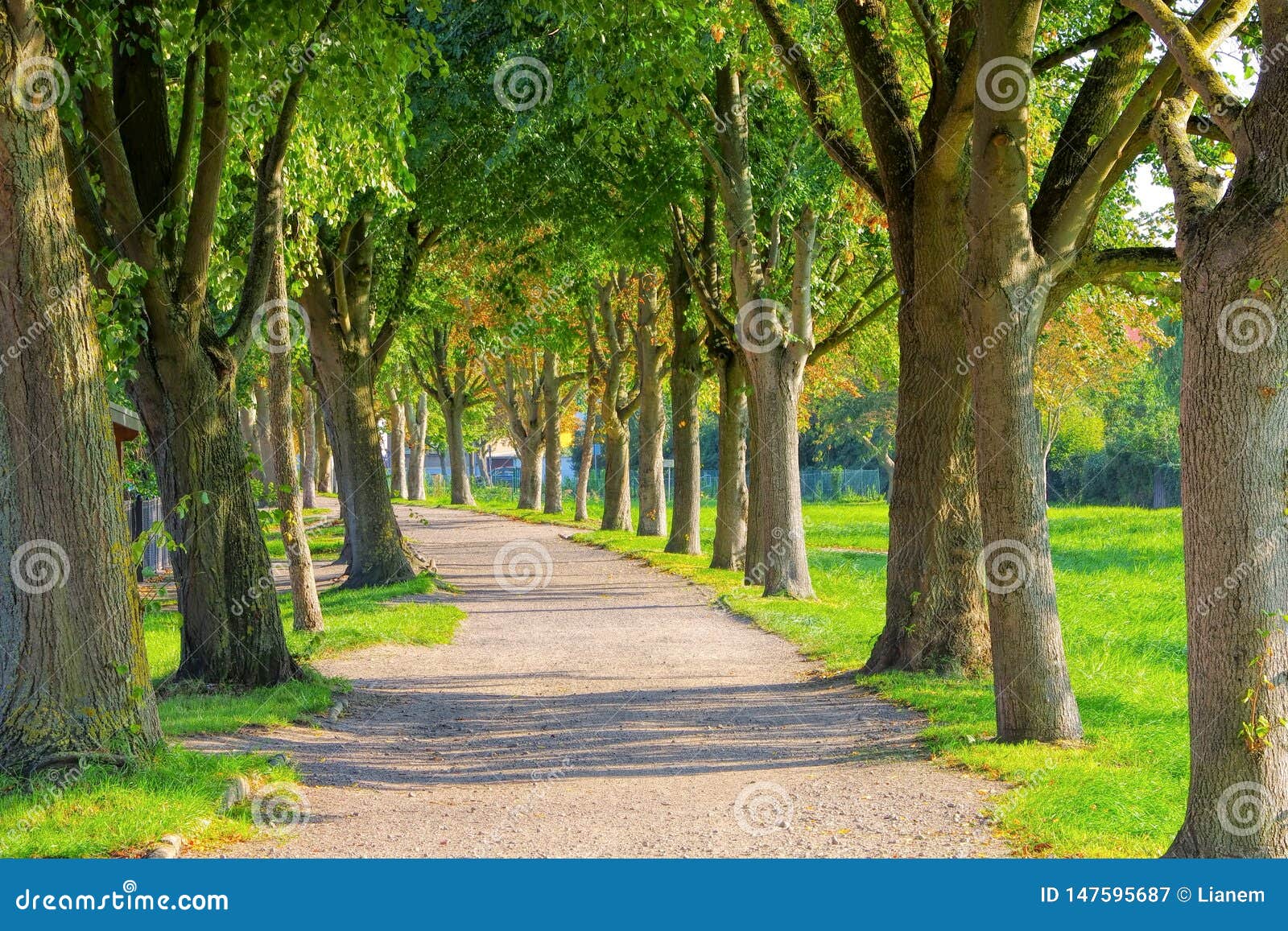 Landscape with Old Lime Tree Avenue Stock Image - Image of leaves ...
