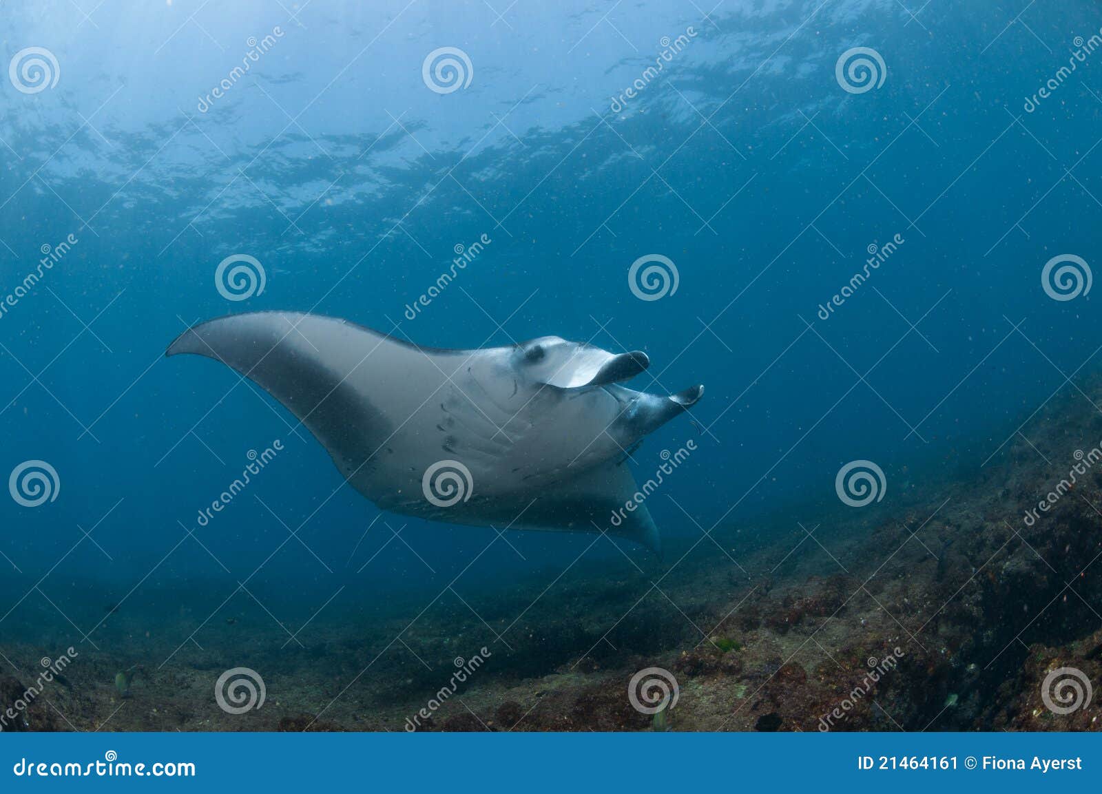 Nearing mantaray stock image. Image of zavora, blue, white - 21464161