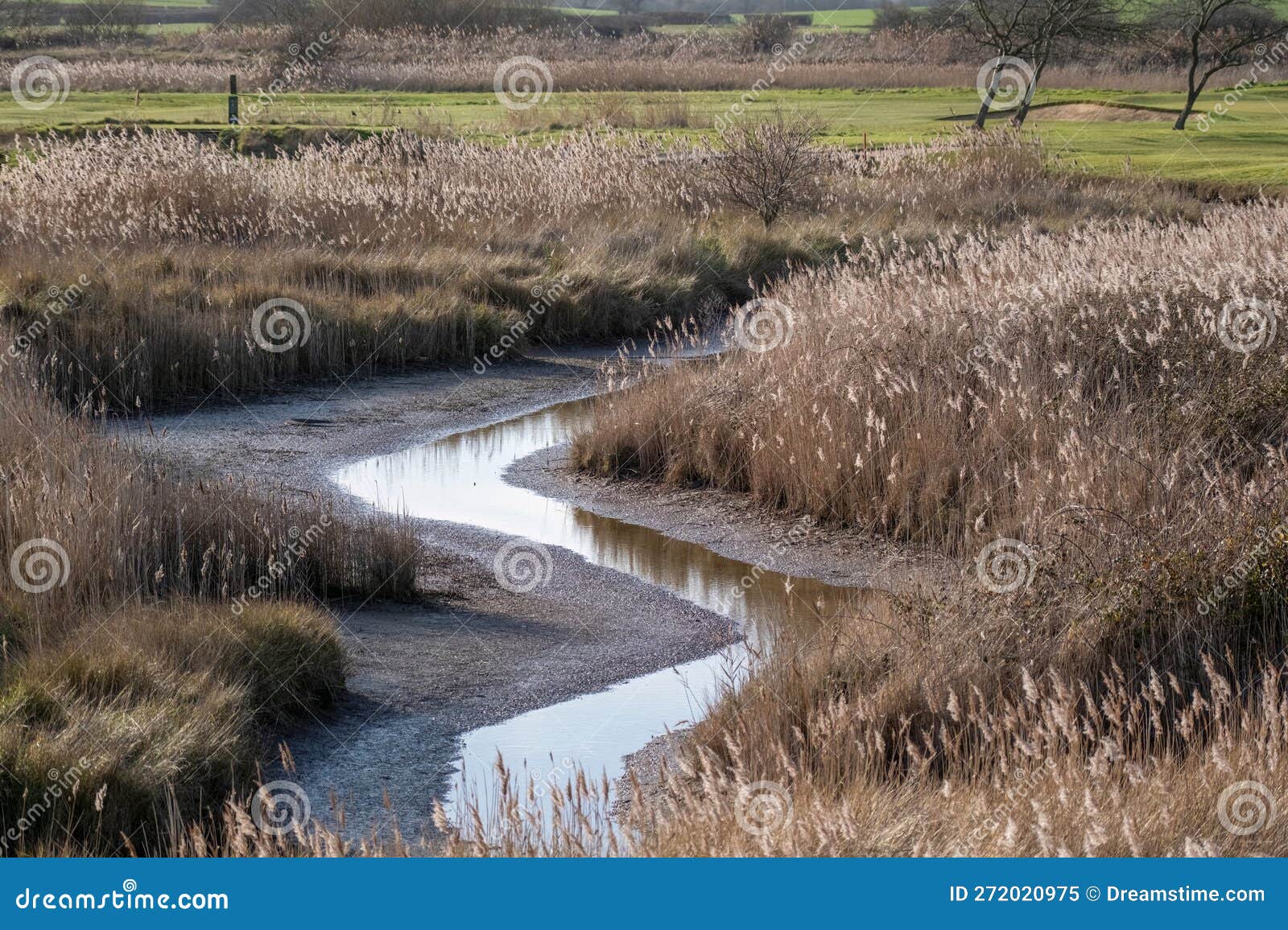Nearly dry marsh stream stock image. Image of pasture - 272020975