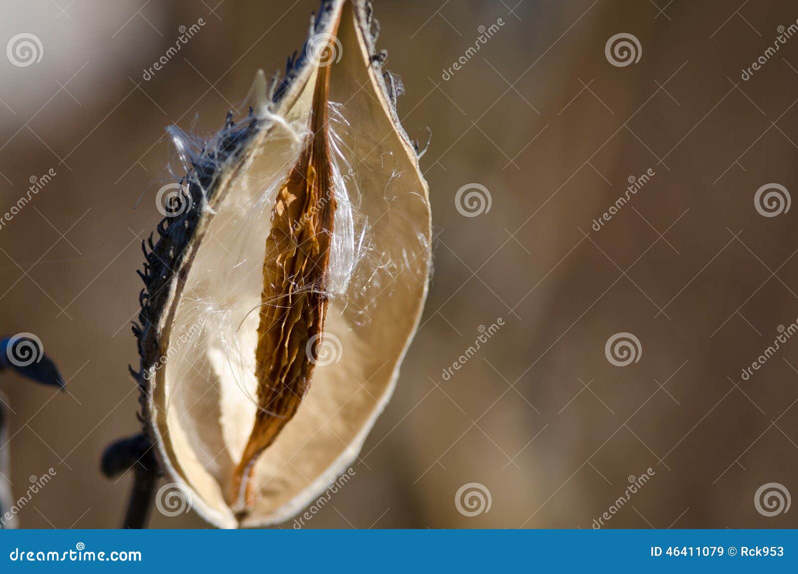 Nearly Empty Milkweed Pod stock image. Image of delicate - 46411079