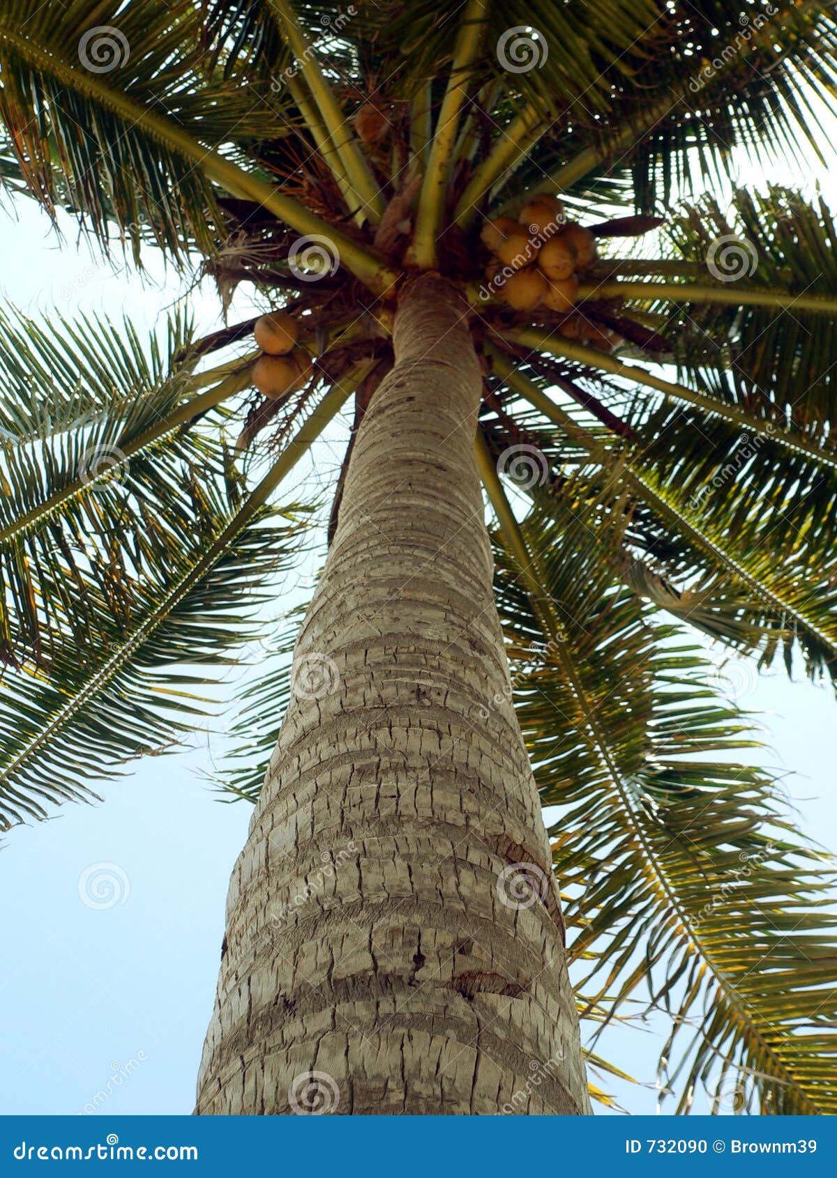 Nearly Ripe Coconuts stock photo. Image of castaway, fresh - 732090 Nearly Ripe Coconuts stock photo. Image of castaway, fresh - 732090