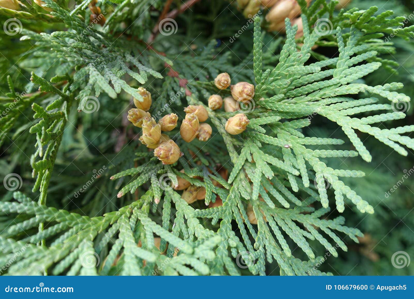 Thuja Occidentalis, Also Known As Northern White-cedar Or Eastern ...