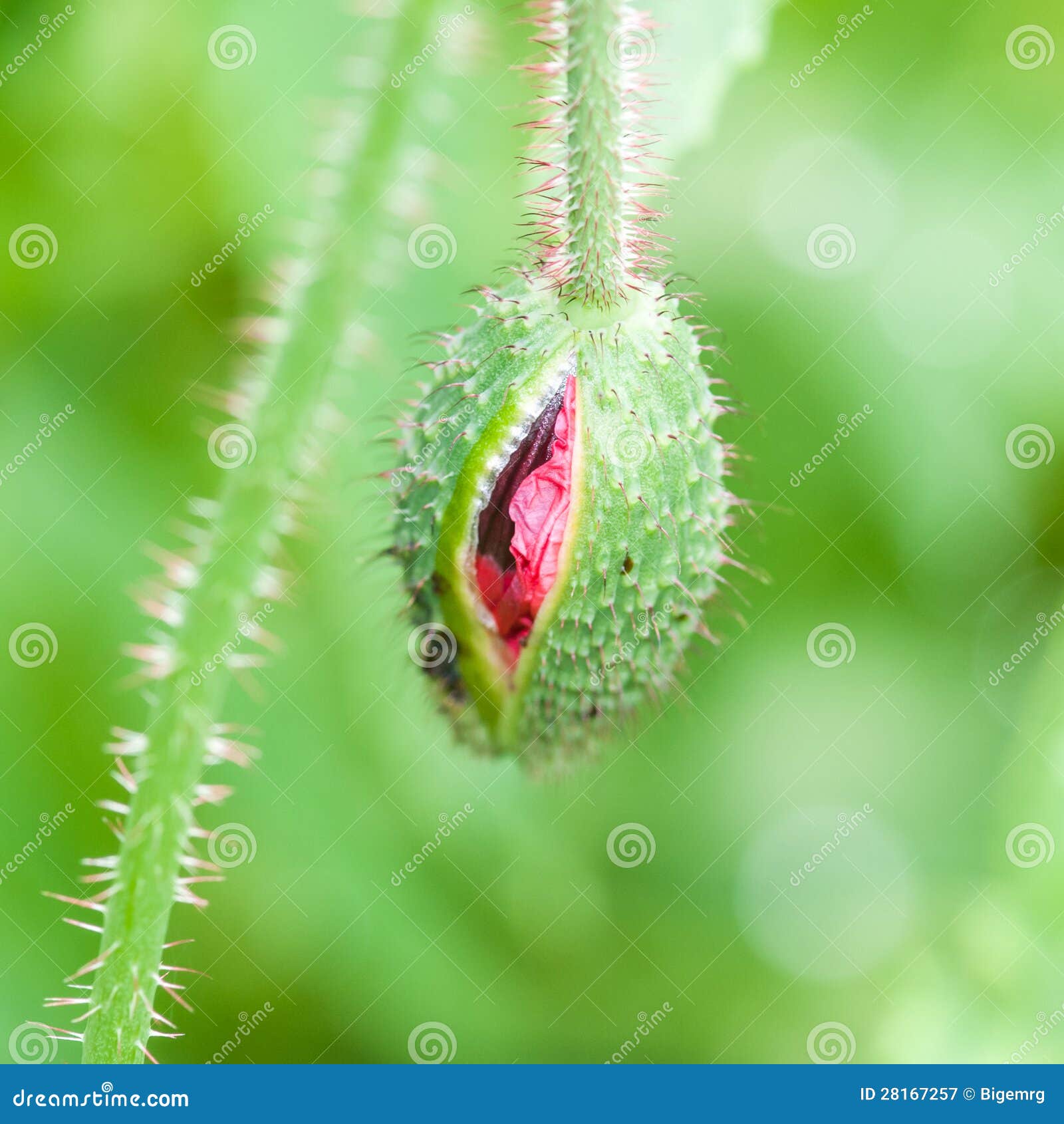 Nearly There stock image. Image of petal, square, flower - 28167257