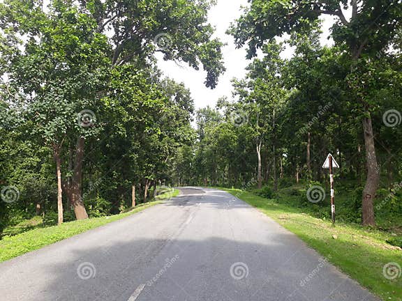 Neat Clean Greenery Way in a Forest Stock Image - Image of neat ...