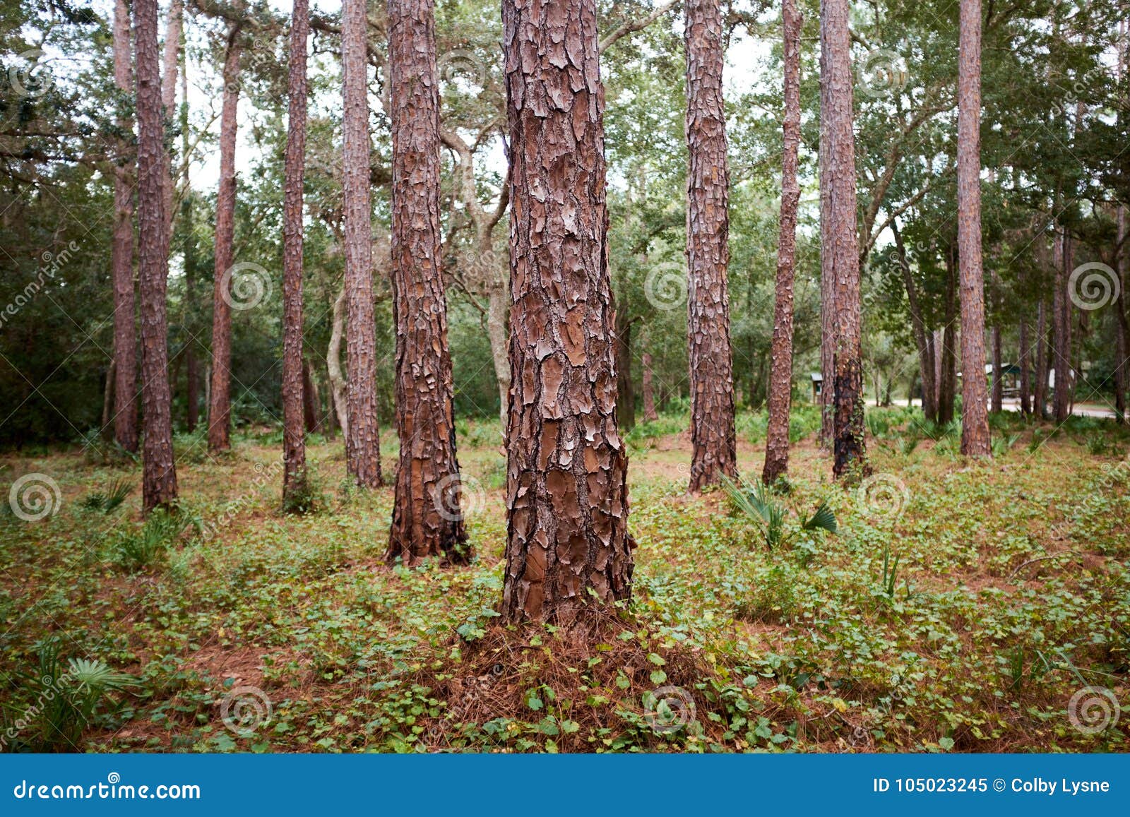 Neat Clean Pine Forest with Focus on the Trunks Stock Image - Image of ...