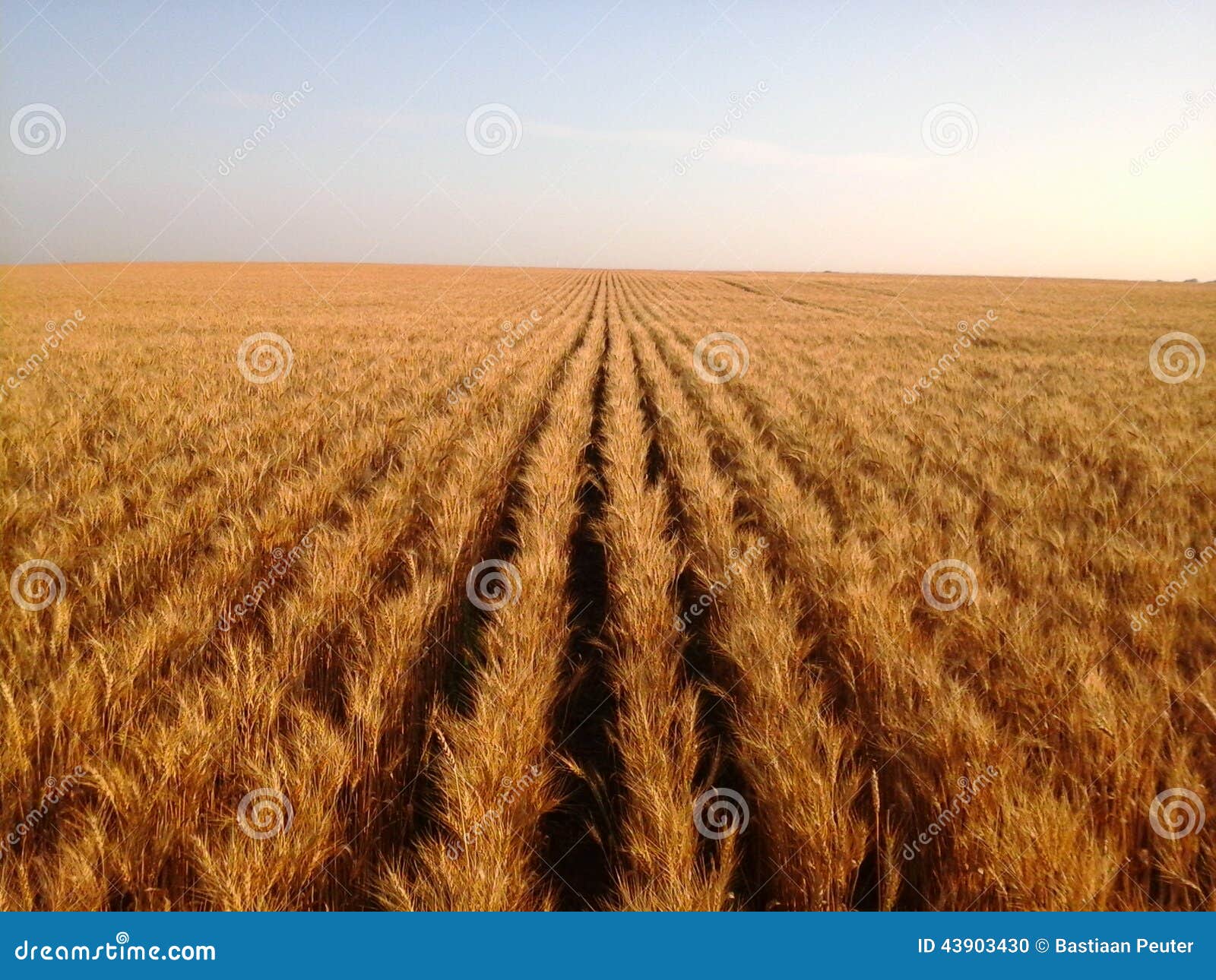 Rows of ripe wheat stock photo. Image of field, rural - 43903430