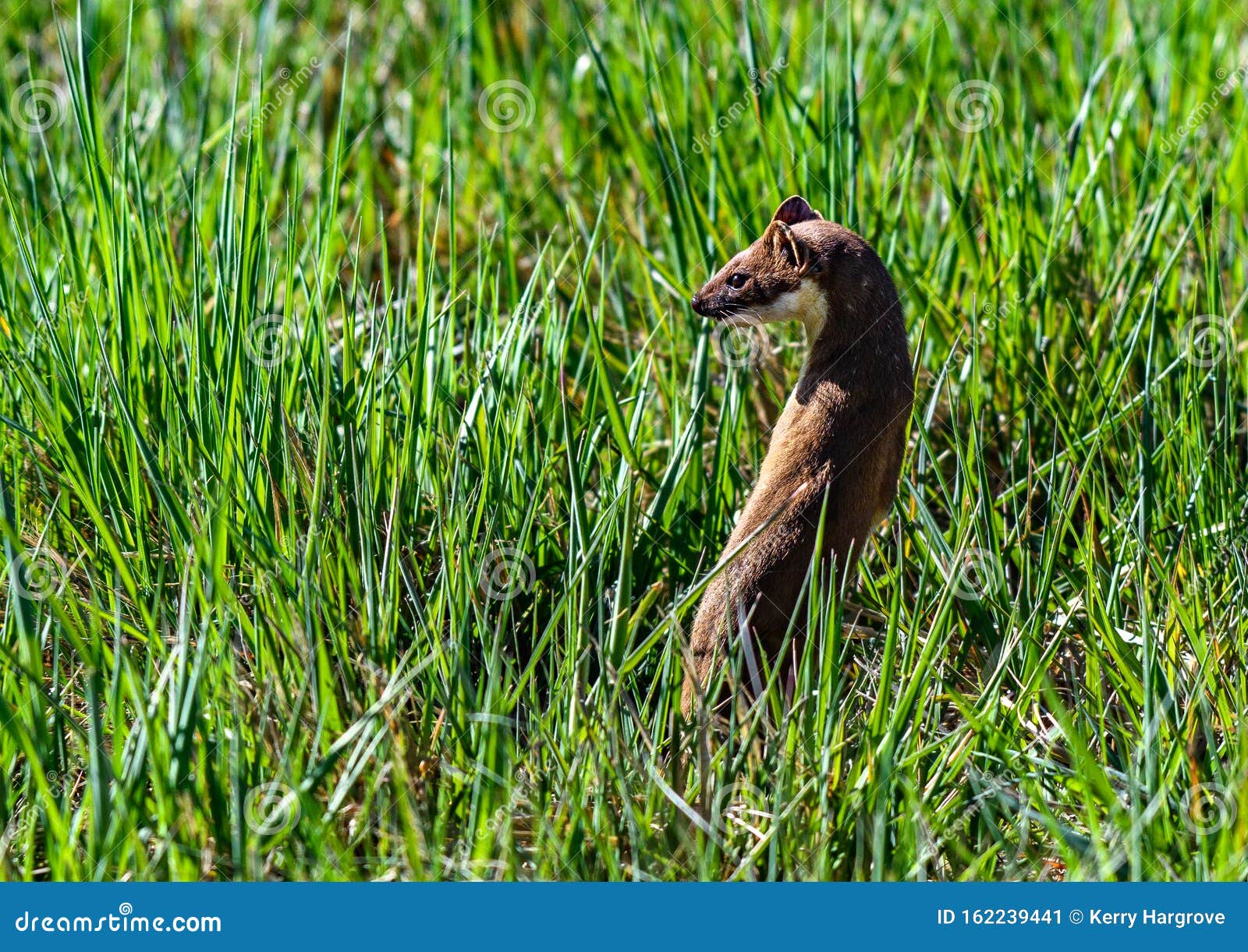 A Neat Pose from a Short-tailed Weasel Stock Image - Image of hunt ...