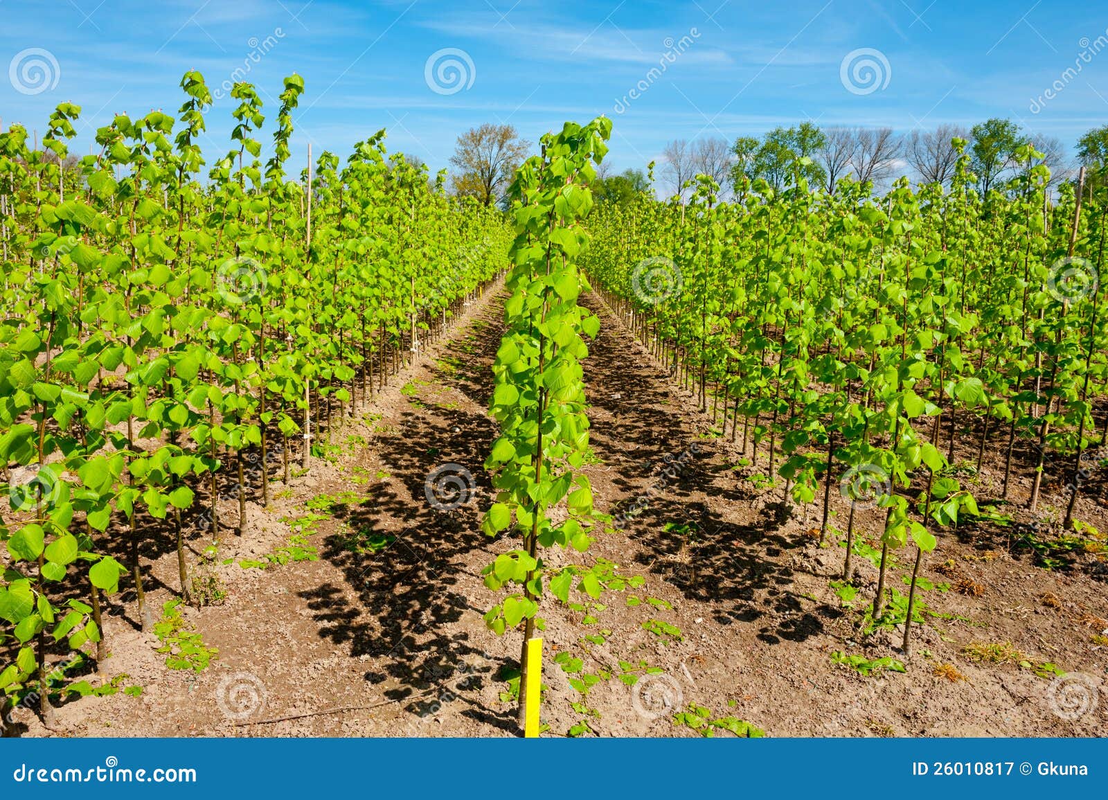 Neat Rows stock image. Image of business, line, netherlands - 26010817