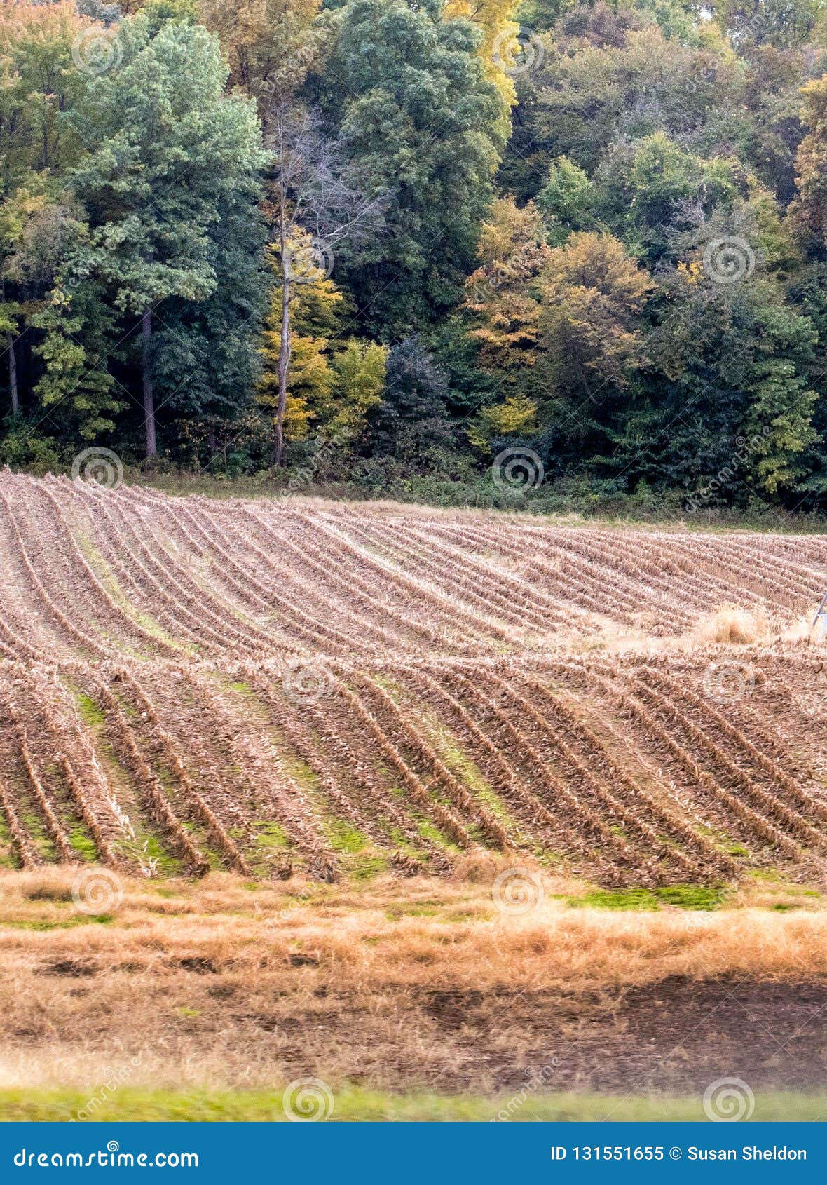 Neat Rows of Farmland Create a Beautiful Pattern Stock Image - Image of ...