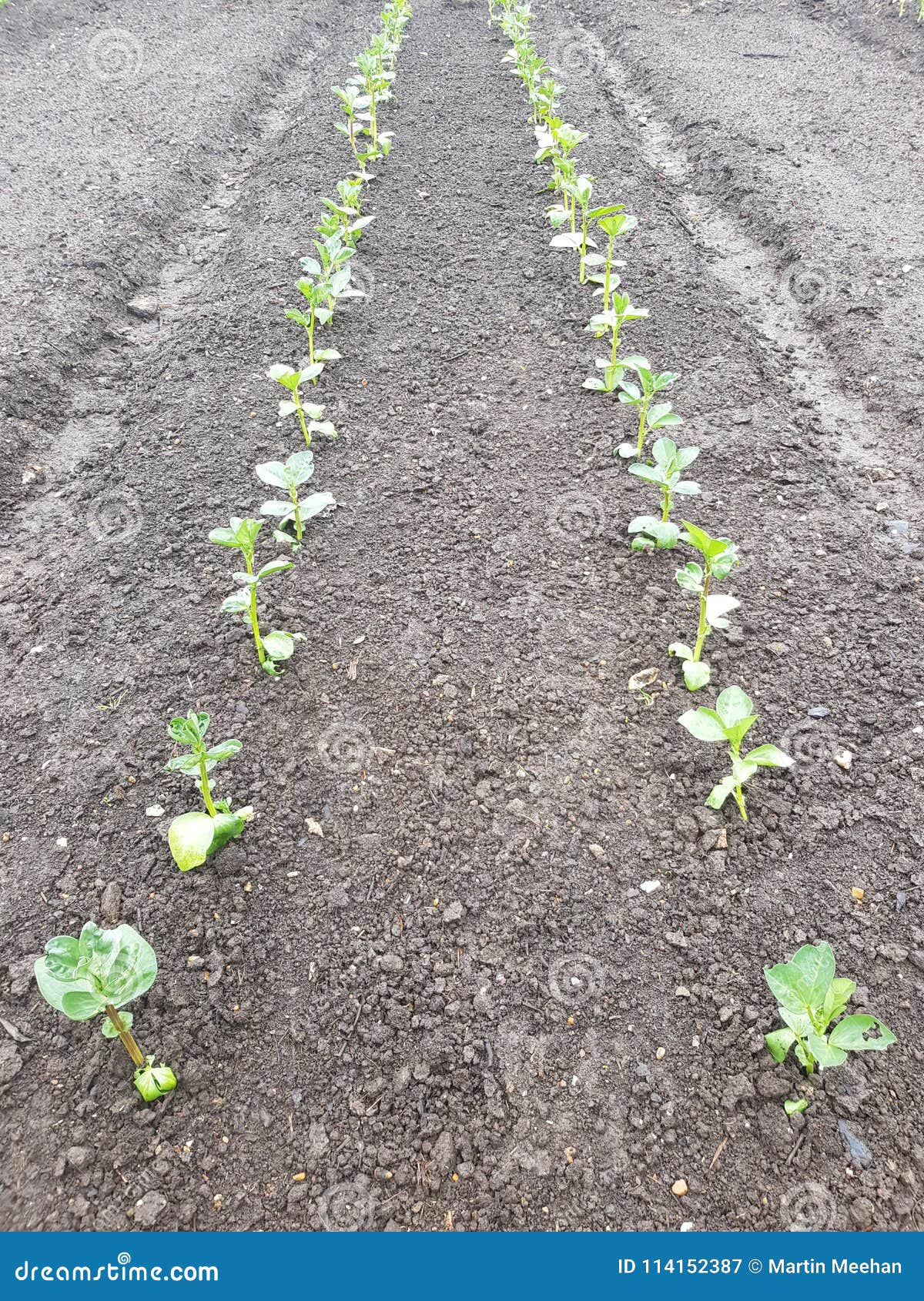 Newly Planted Vegetable Plants in Row. Stock Image - Image of planted ...