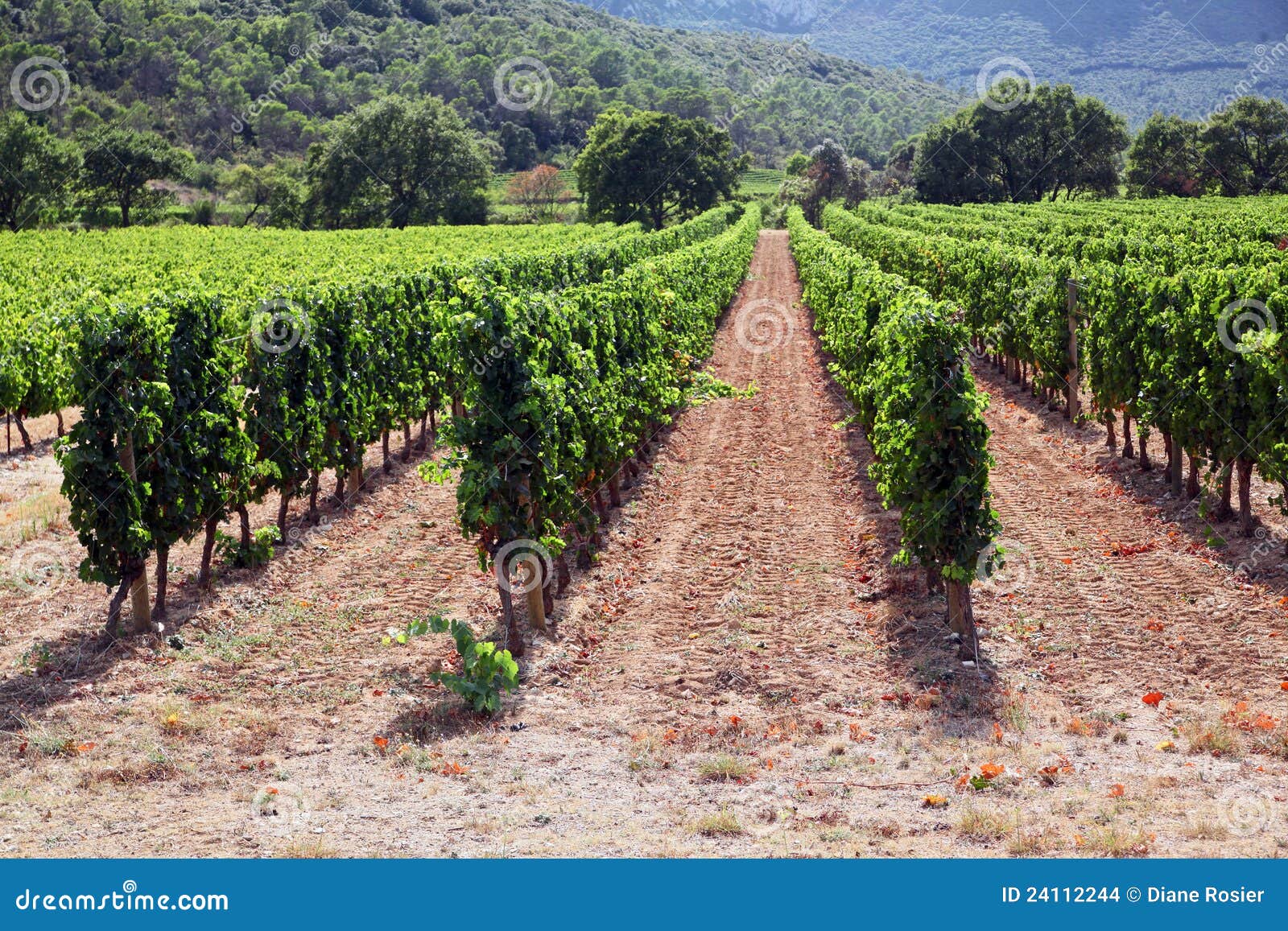 Neat Rows of Vine stock photo. Image of france, viticulture - 24112244