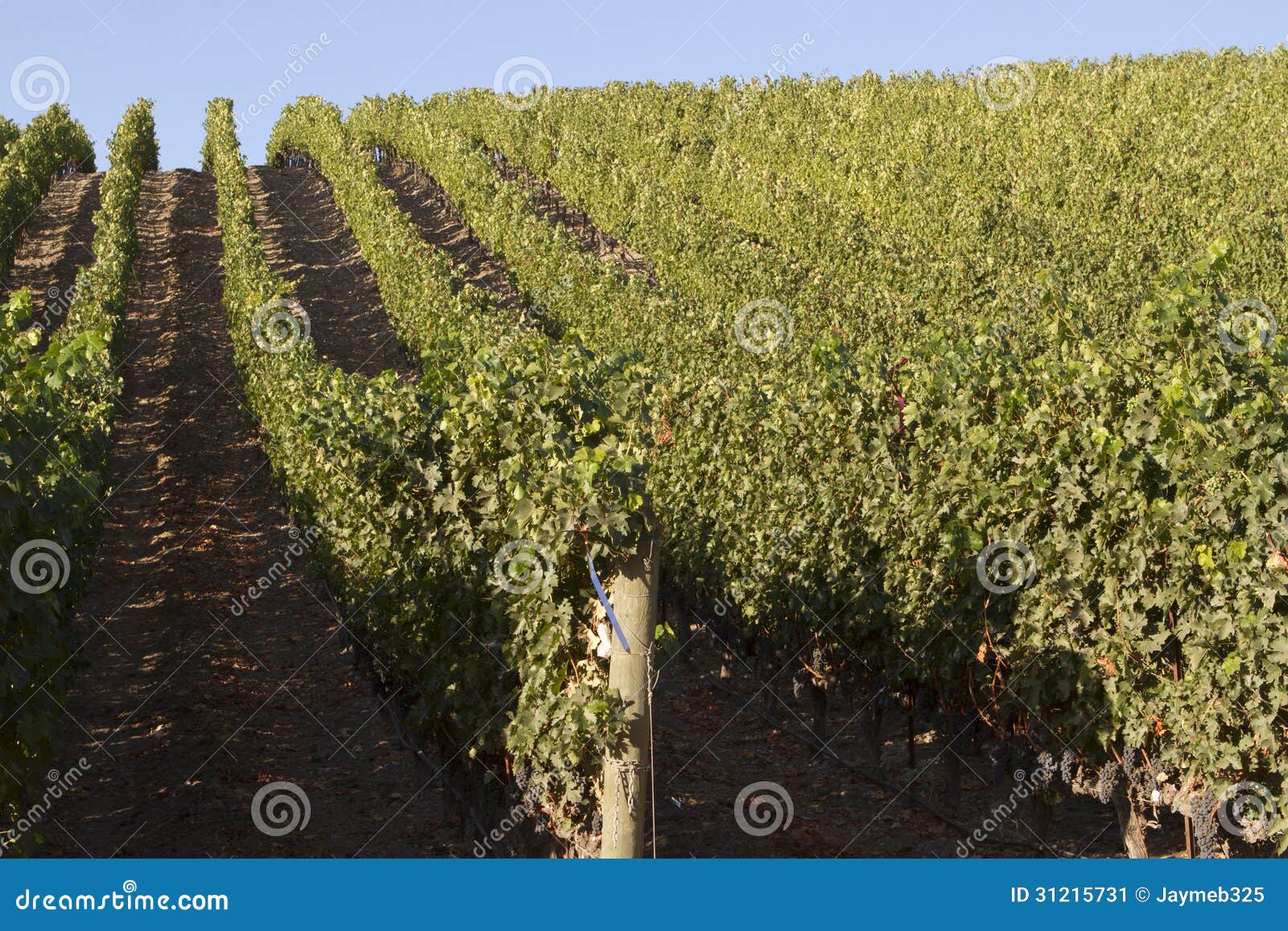 Neat Rows in a Vineyard stock image. Image of summer - 31215731