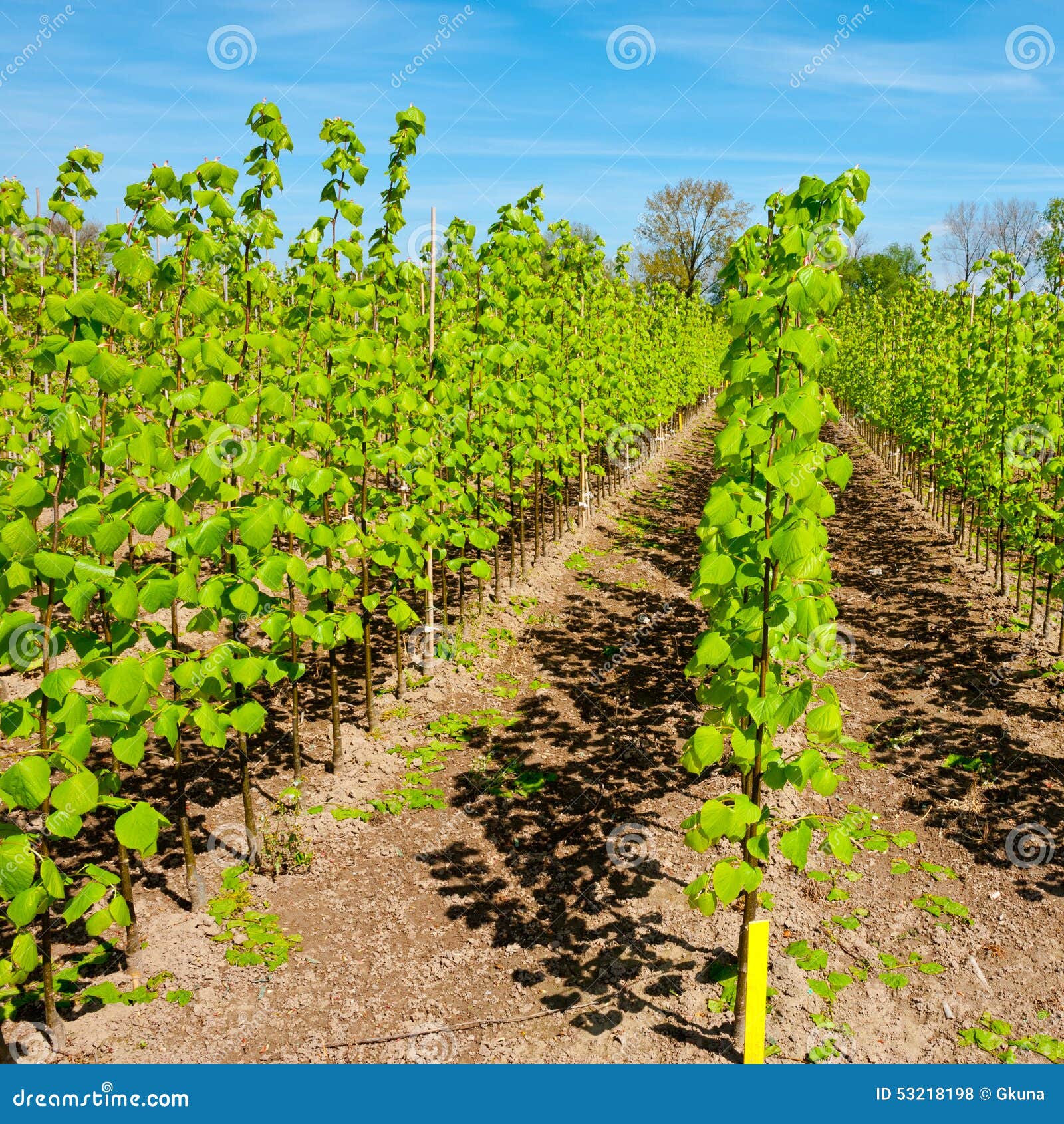 Neat Rows stock photo. Image of botanical, nursery, cultivation - 53218198