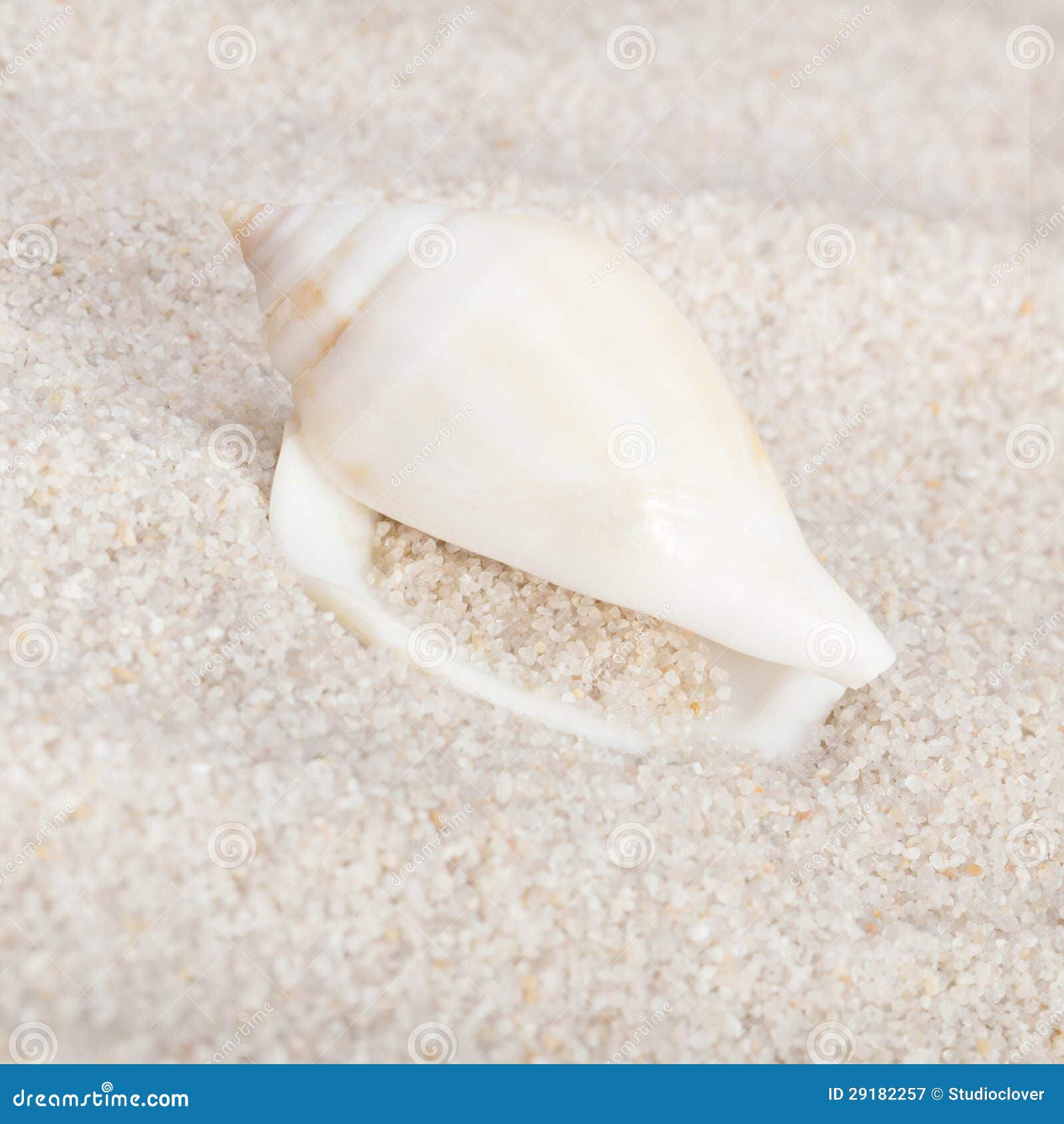 Neat Seashell on the Sandy Beach Stock Image - Image of animal, sandy ...