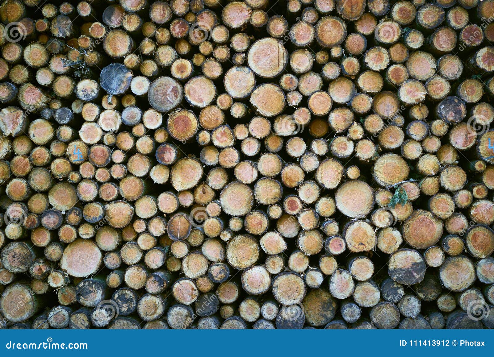 A Neat Stack of Cut Tree Trunks. High Resolution, Edge To Edge. Stock ...