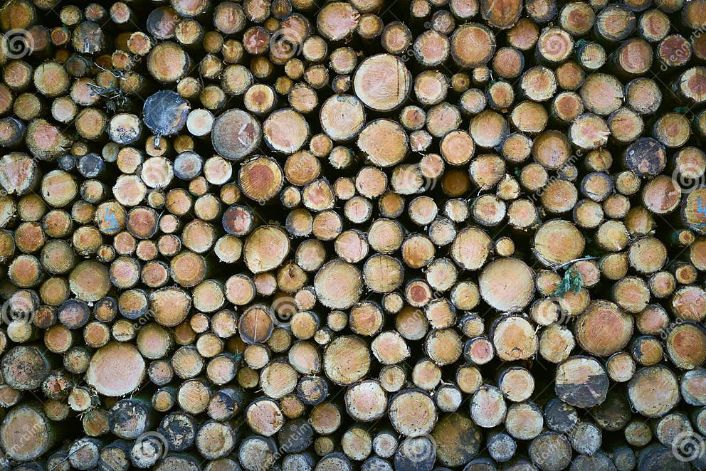 A Neat Stack of Cut Tree Trunks. High Resolution, Edge To Edge. Stock ...
