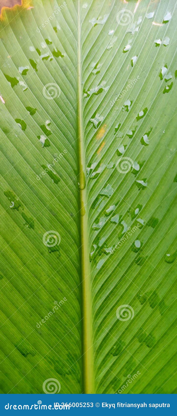 Neat Straight Line of a Green Leaf Stock Image - Image of moisture ...